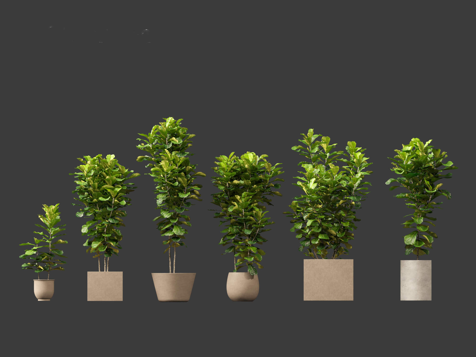 Ficus Pandurata - Banjo Fig 3D Model by 3dgardenplants