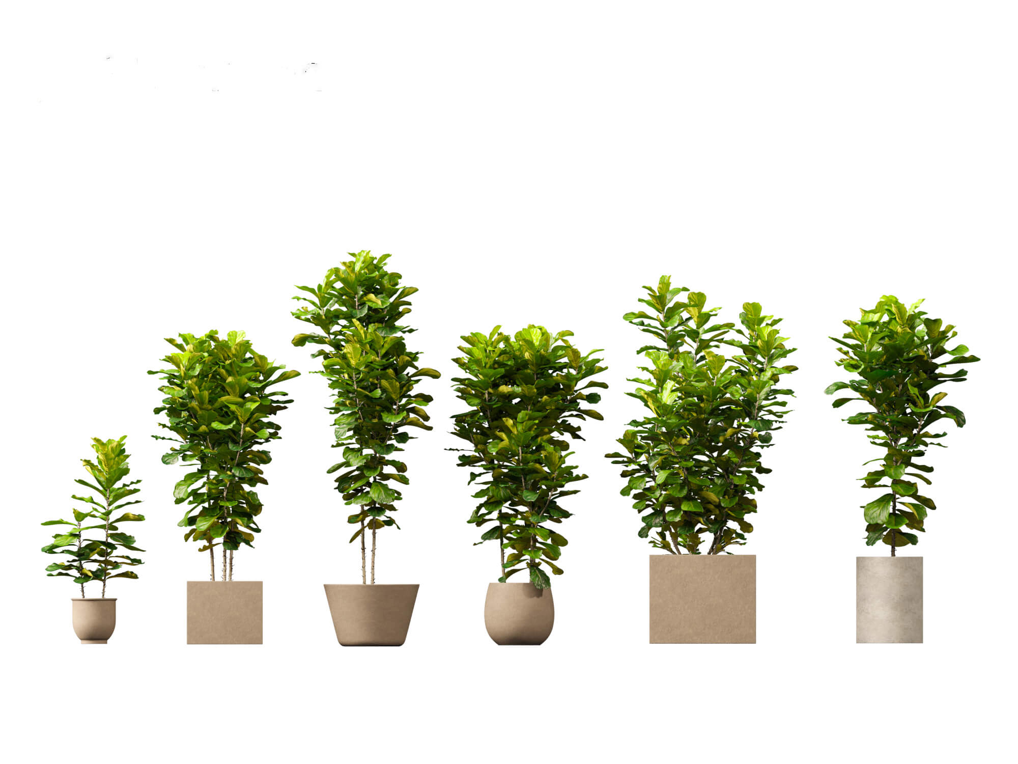 Ficus Pandurata - Banjo Fig 3D Model by 3dgardenplants