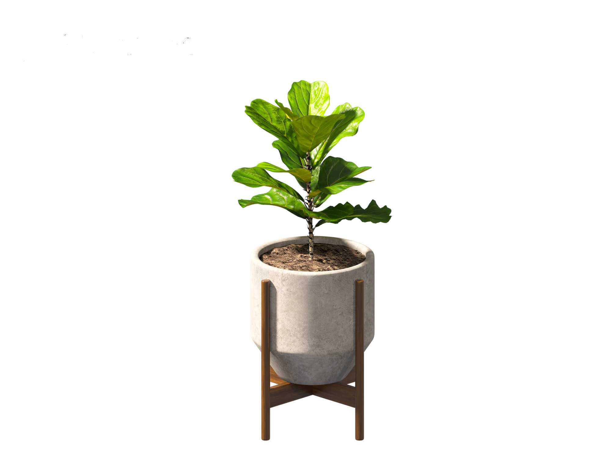 Ficus Pandurata - Banjo Fig 3D Model by 3dgardenplants