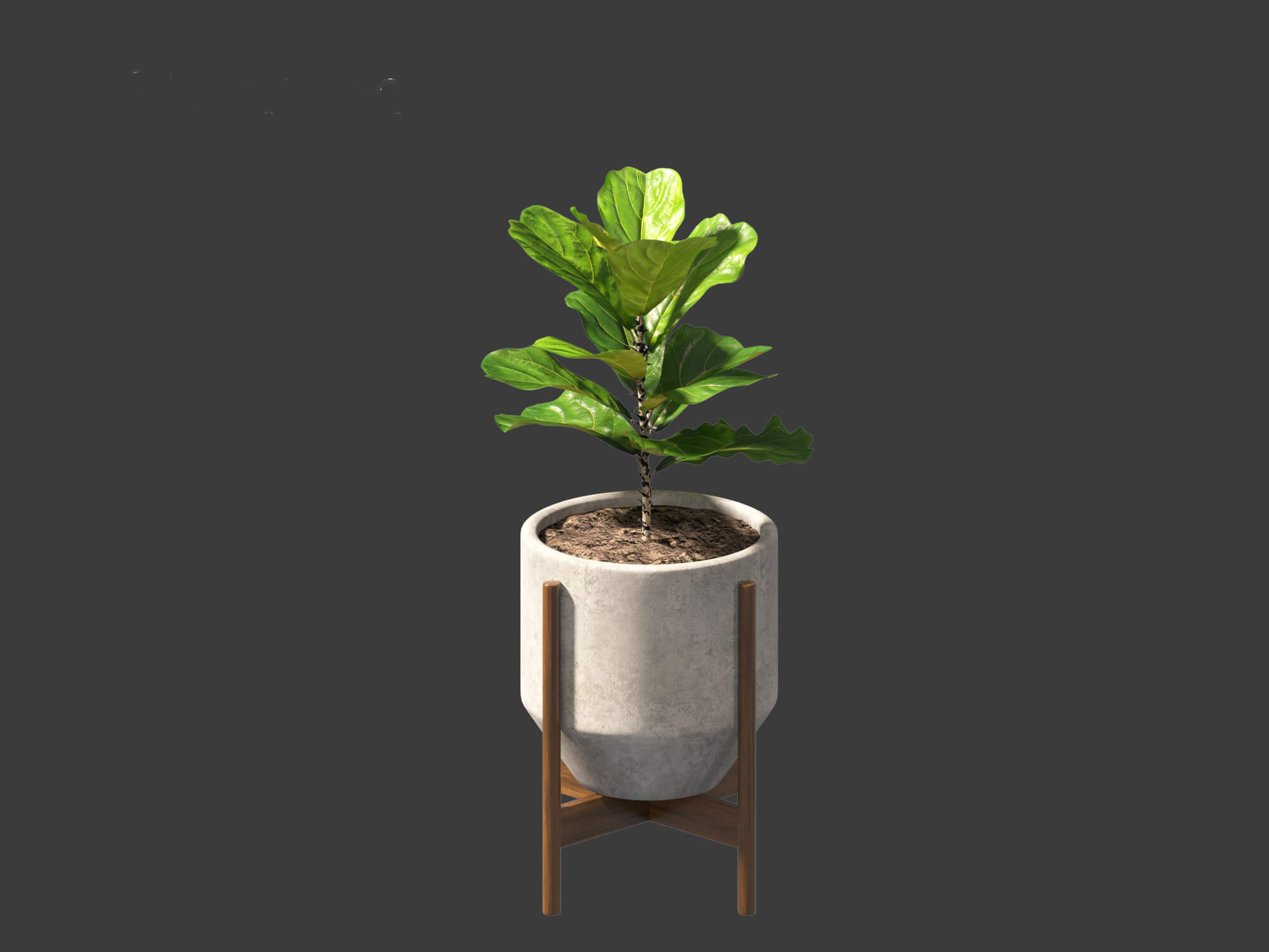 Ficus Pandurata - Banjo Fig 3D Model by 3dgardenplants