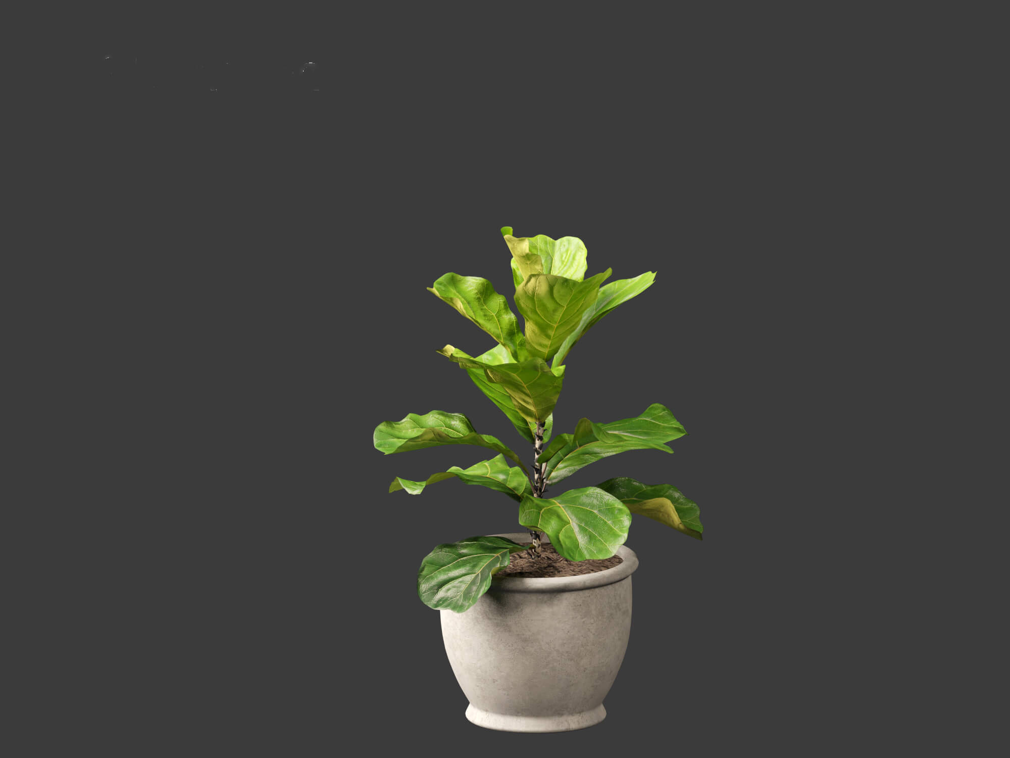 Ficus Pandurata - Banjo Fig 3D Model by 3dgardenplants