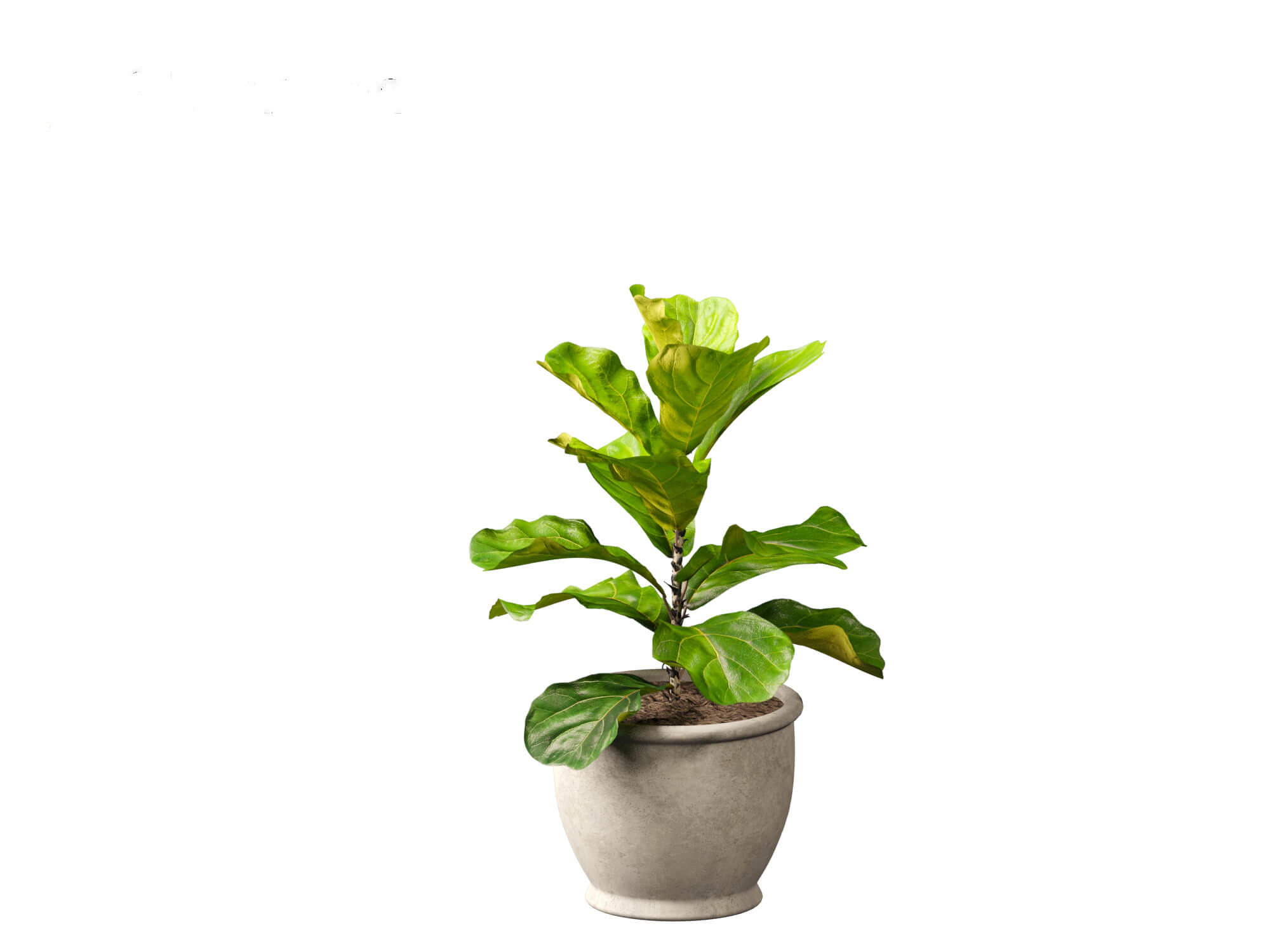 Ficus Pandurata - Banjo Fig 3D Model by 3dgardenplants