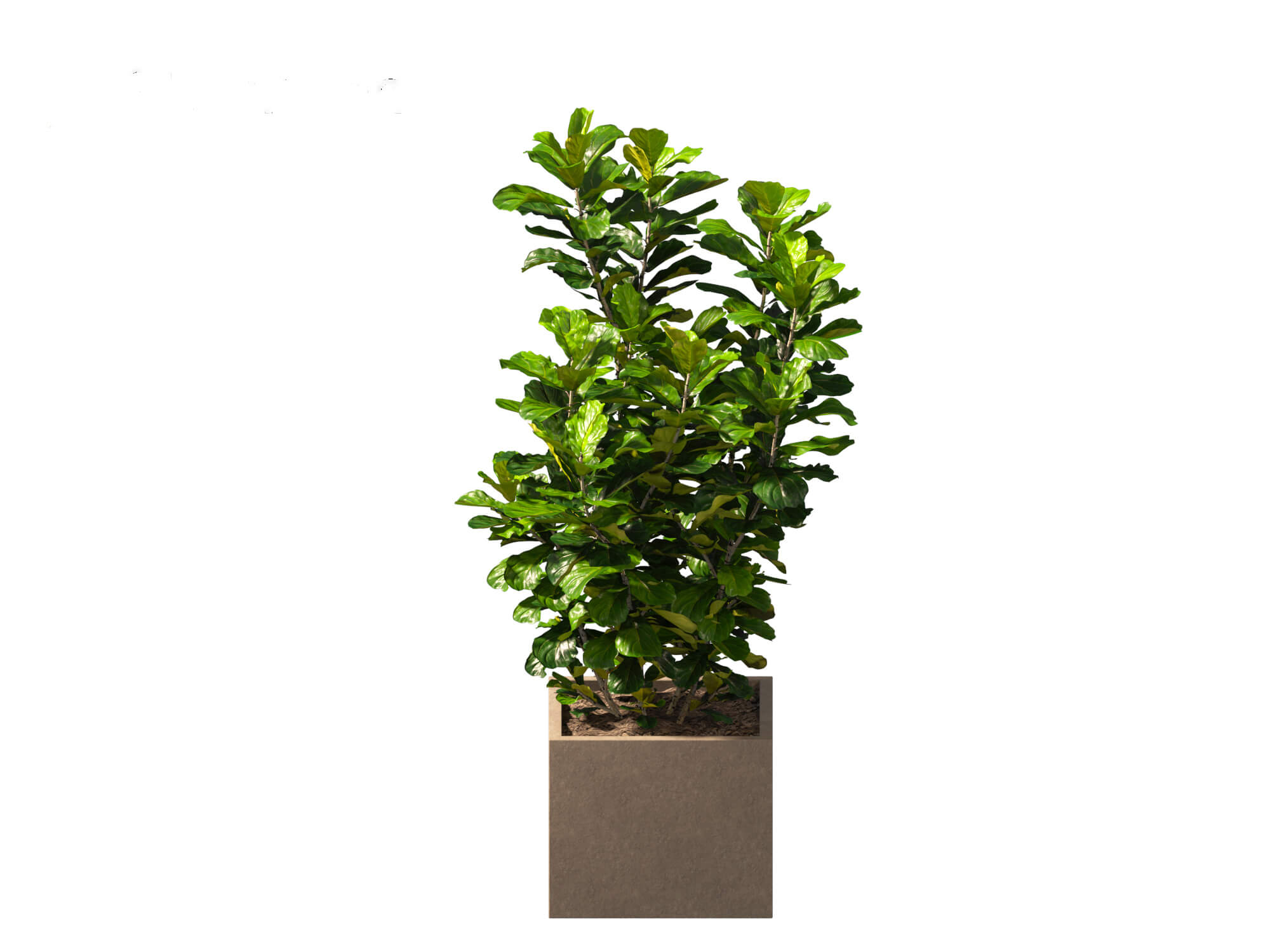 Ficus Pandurata - Banjo Fig 3D Model by 3dgardenplants