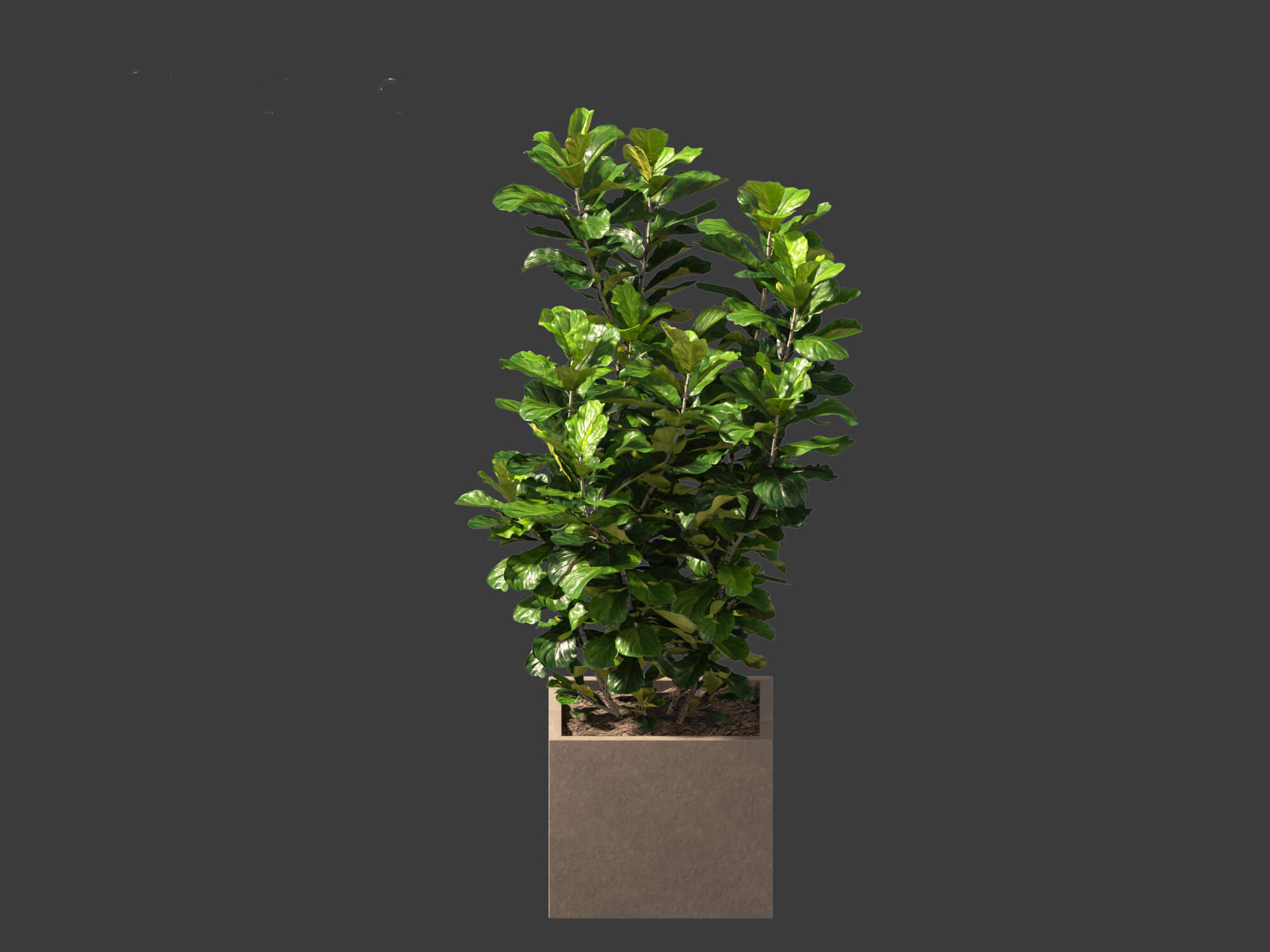 Ficus Pandurata - Banjo Fig 3D Model by 3dgardenplants