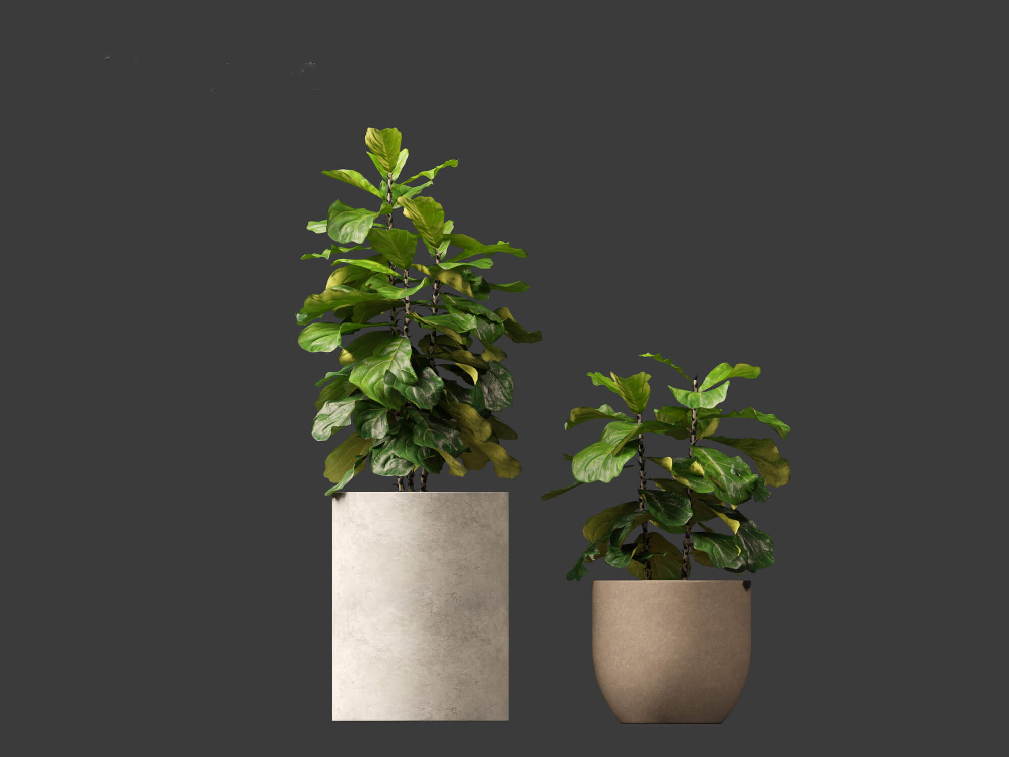 Ficus Pandurata - Banjo Fig 3D Model by 3dgardenplants