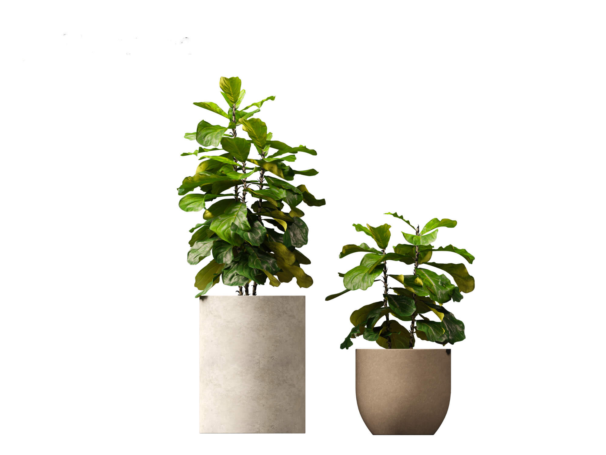 Ficus Pandurata - Banjo Fig 3D Model by 3dgardenplants