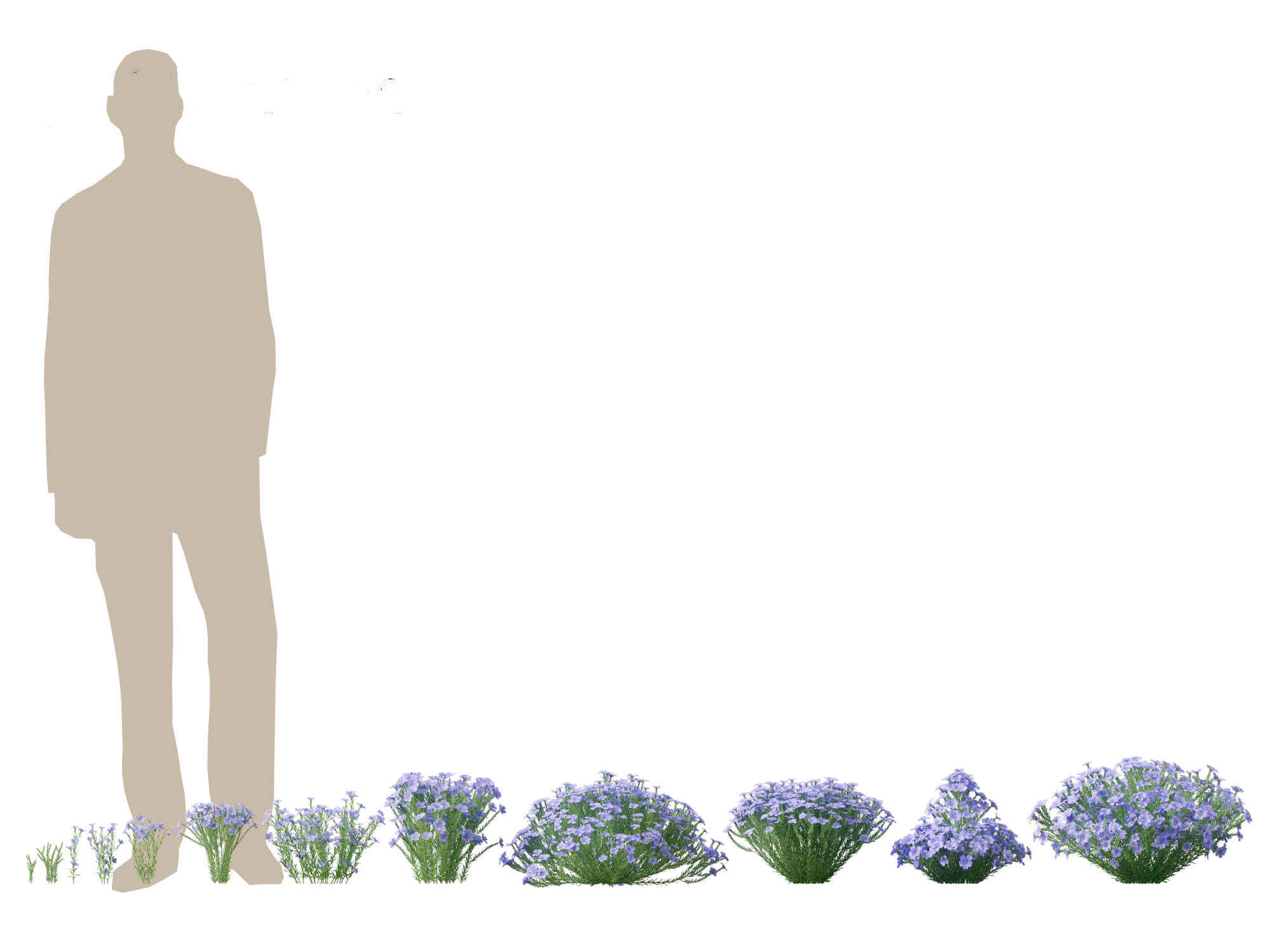 Flax - Linum Usitatissimum 3D Model by 3dgardenplants