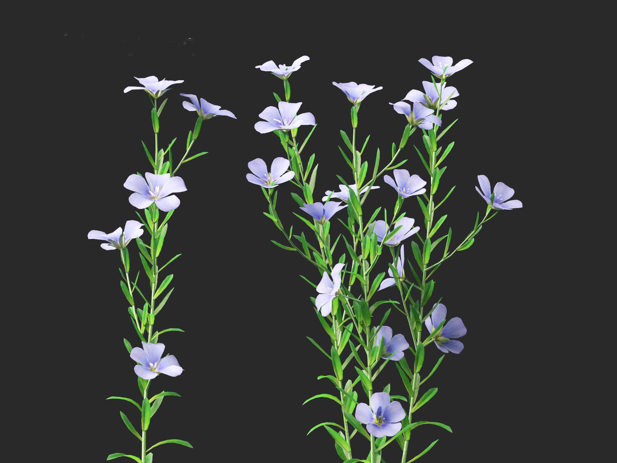 Flax - Linum Usitatissimum 3D Model by 3dgardenplants
