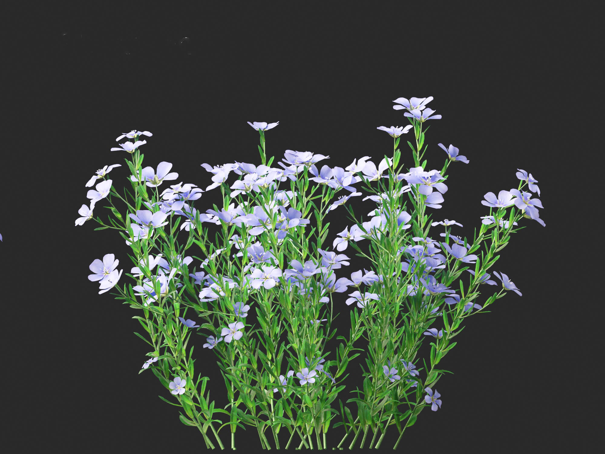 Flax - Linum Usitatissimum 3D Model by 3dgardenplants