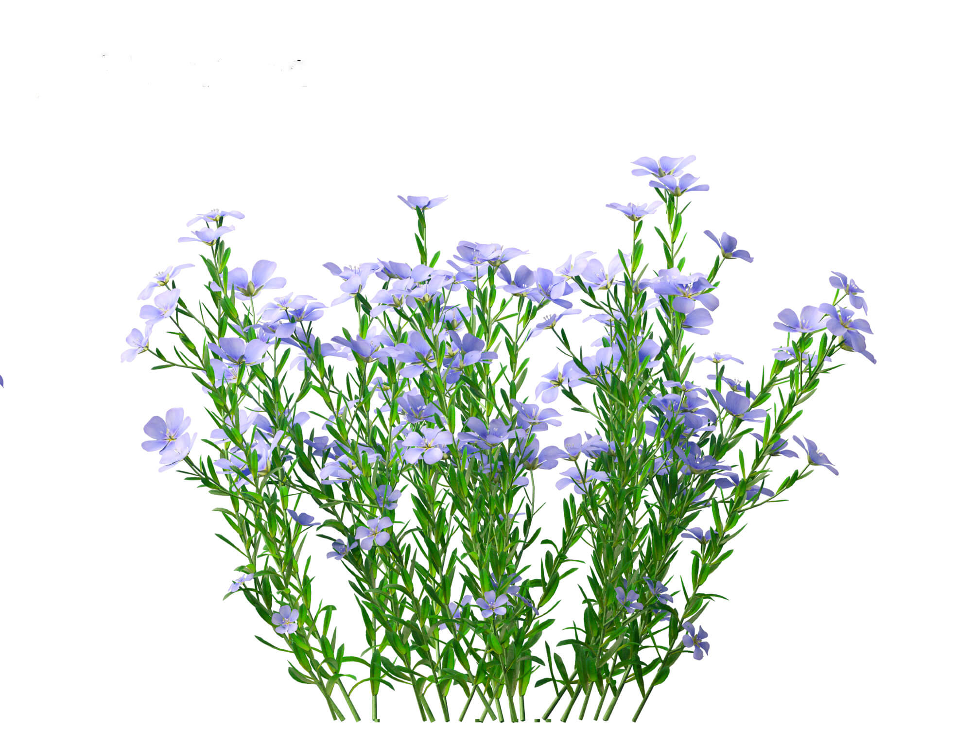 Flax - Linum Usitatissimum 3D Model by 3dgardenplants