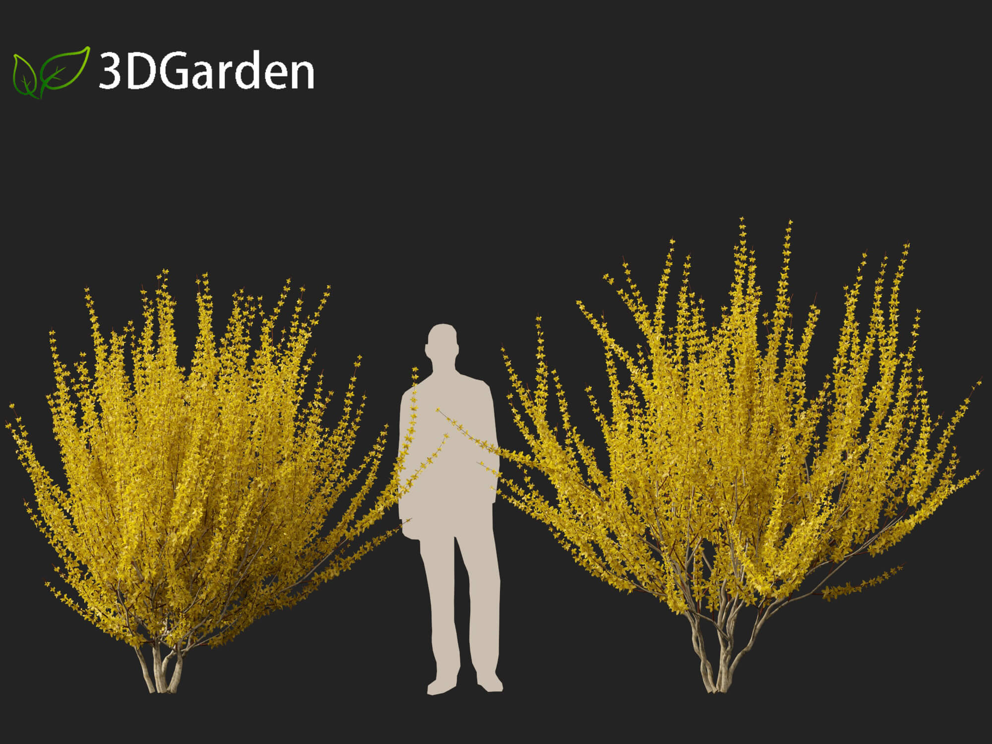 Forsythia X Intermedia Golden Bells - Border Forsythia 3D Model by ...