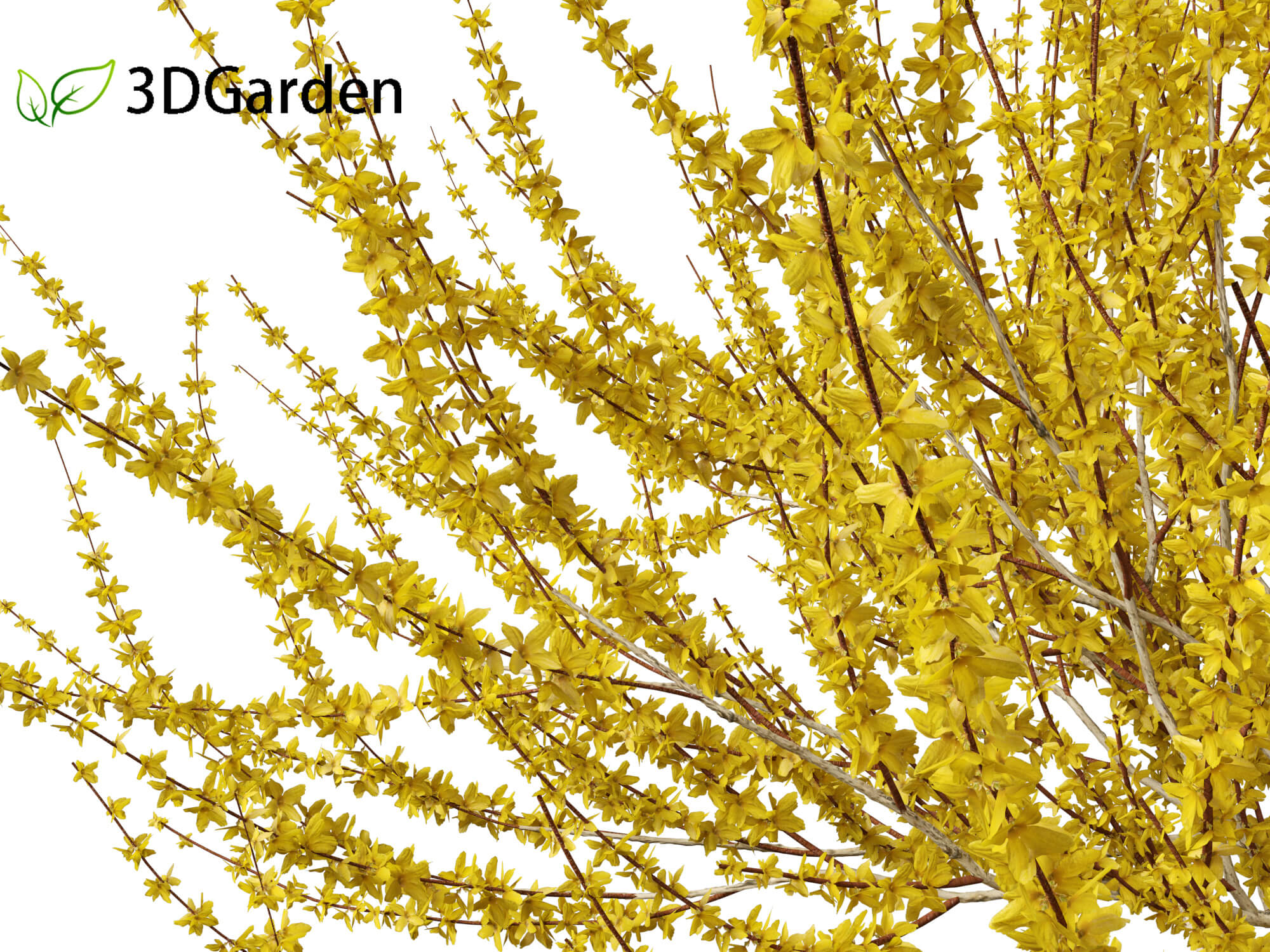 Forsythia X Intermedia Golden Bells - Border Forsythia 3D Model by ...