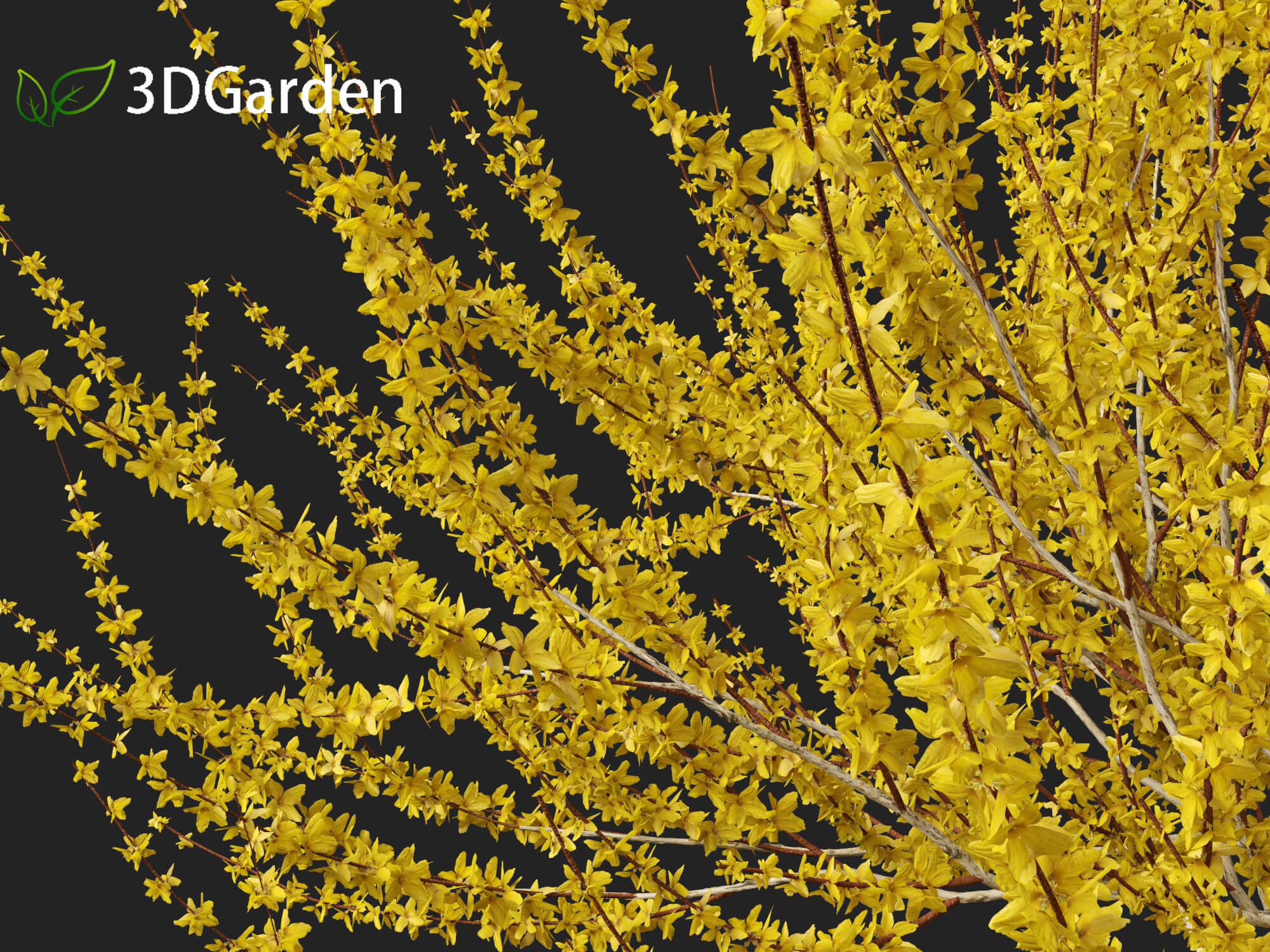 Forsythia X Intermedia Golden Bells - Border Forsythia 3D Model by ...