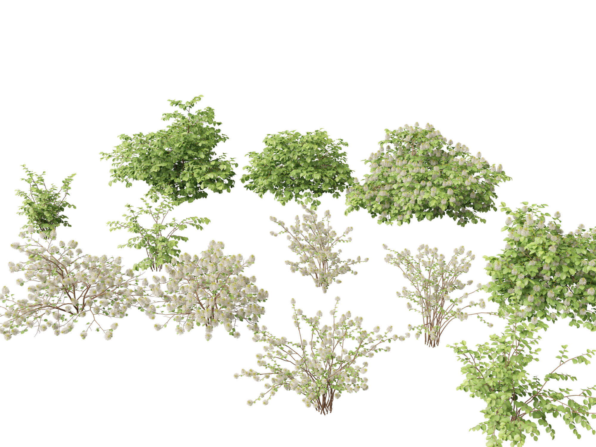 Fothergilla Gardenii - Dwarf Fothergilla 3D Model by 3dgardenplants