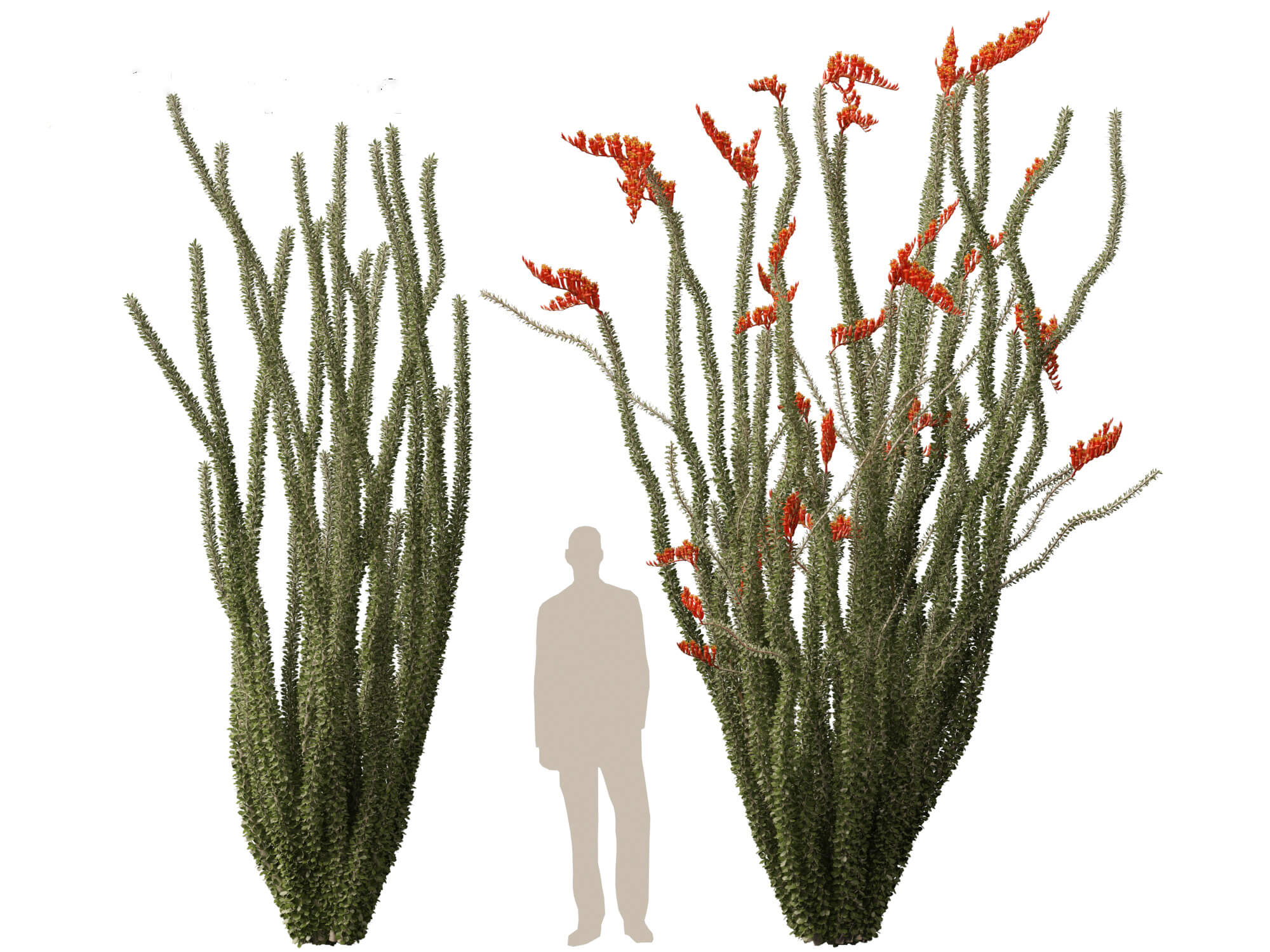 Fouquieria Splendens - Ocotillo 3D Model by 3dgardenplants