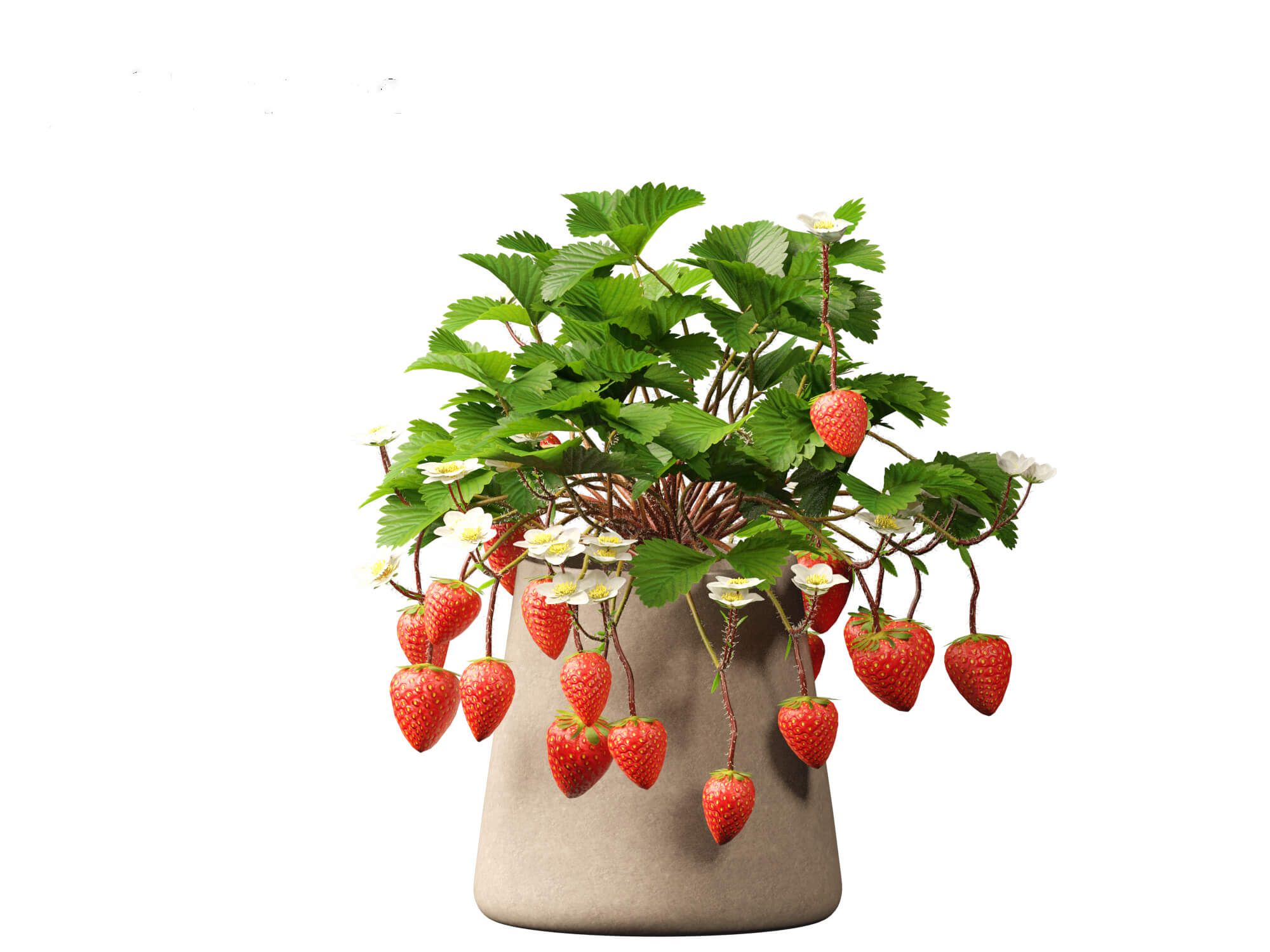 Fragaria - Woodland Strawberry 01 3D Model by 3dgardenplants