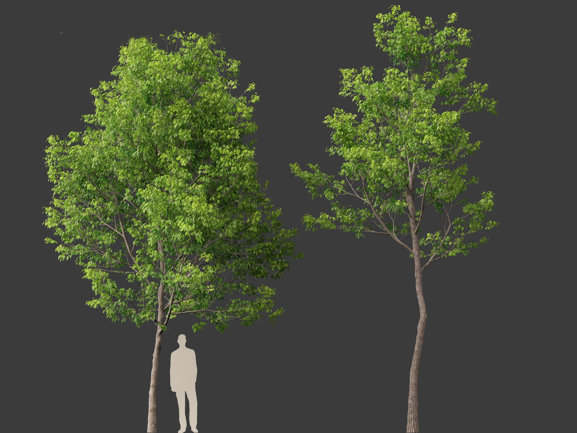 Fraxinus Americana - White Ash 01 3D Model by 3dgardenplants