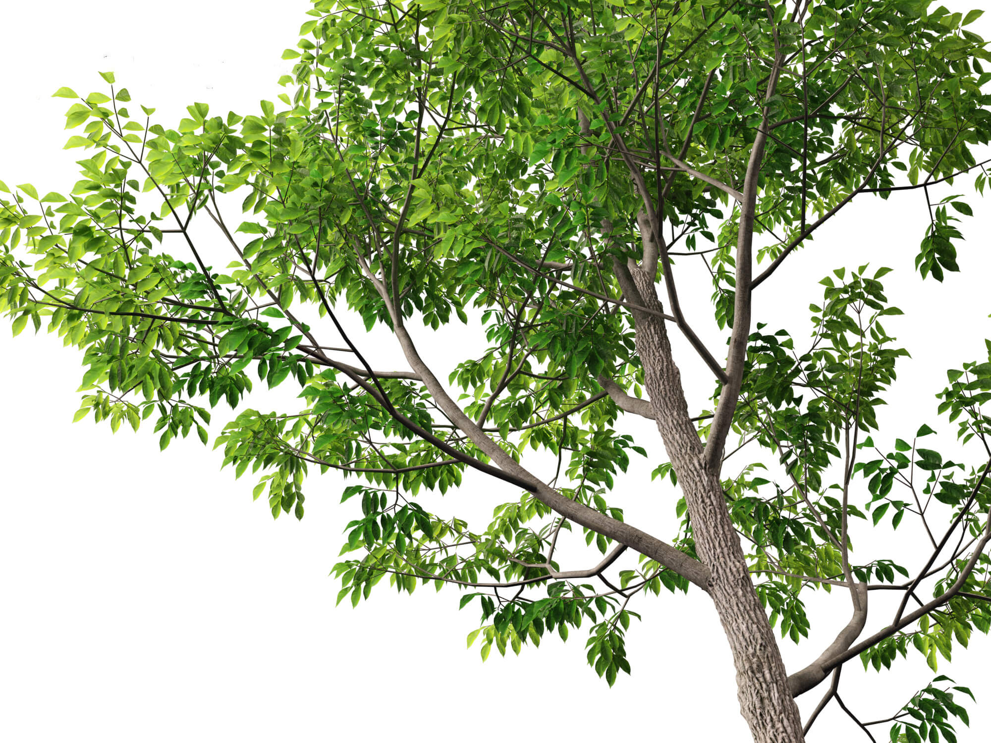 Fraxinus Americana - White Ash 01 3D Model by 3dgardenplants