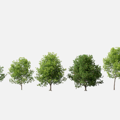 Fraxinus Americana - White Ash 01 3D Model by 3dgardenplants