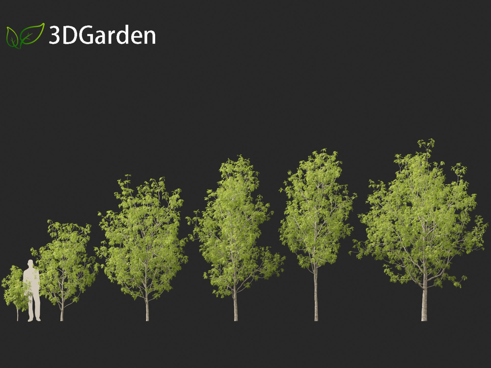 Fraxinus Excelsior - European Ash 3D Model by 3dgardenplants