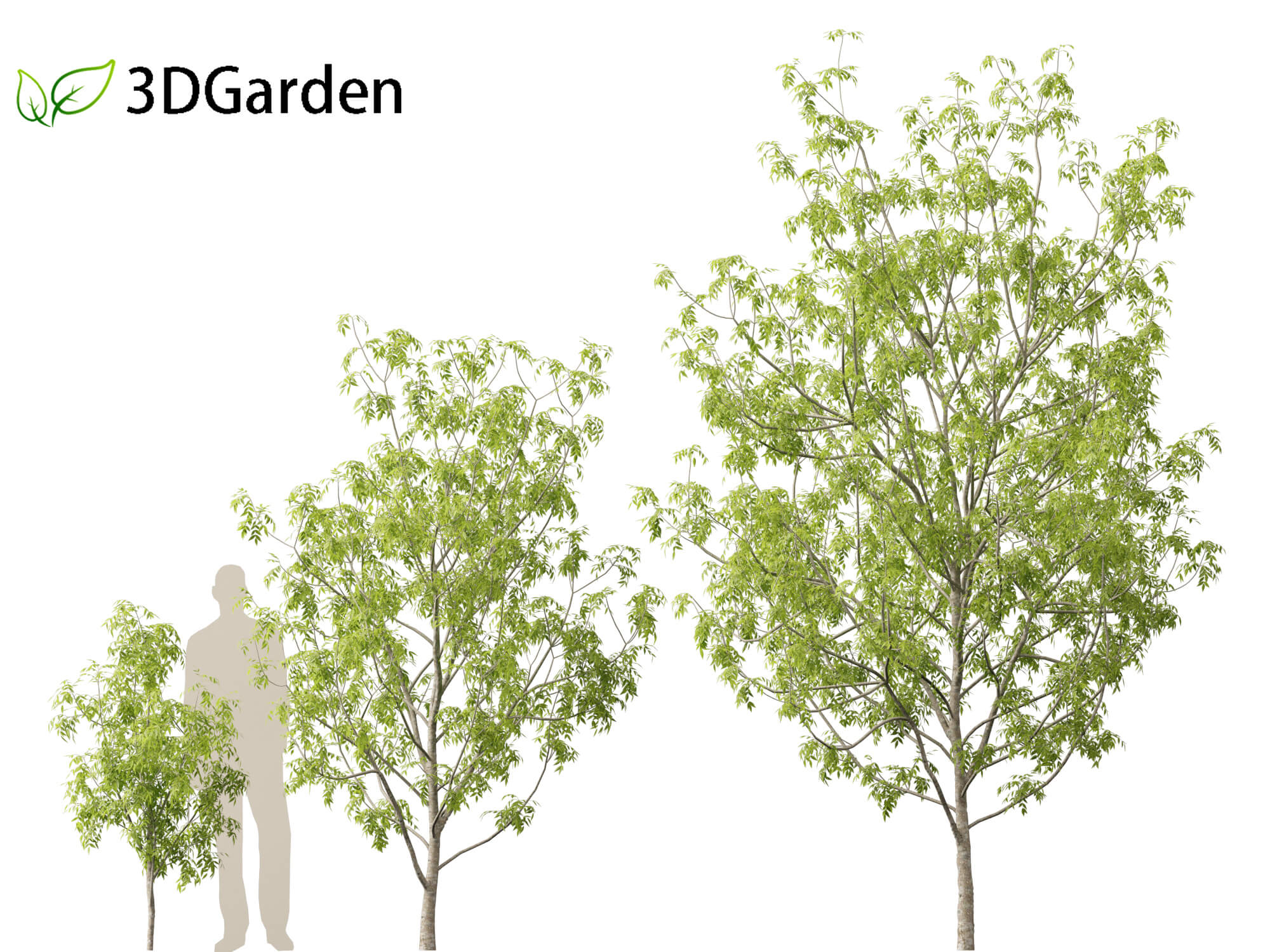 Fraxinus Excelsior - European Ash 3D Model by 3dgardenplants