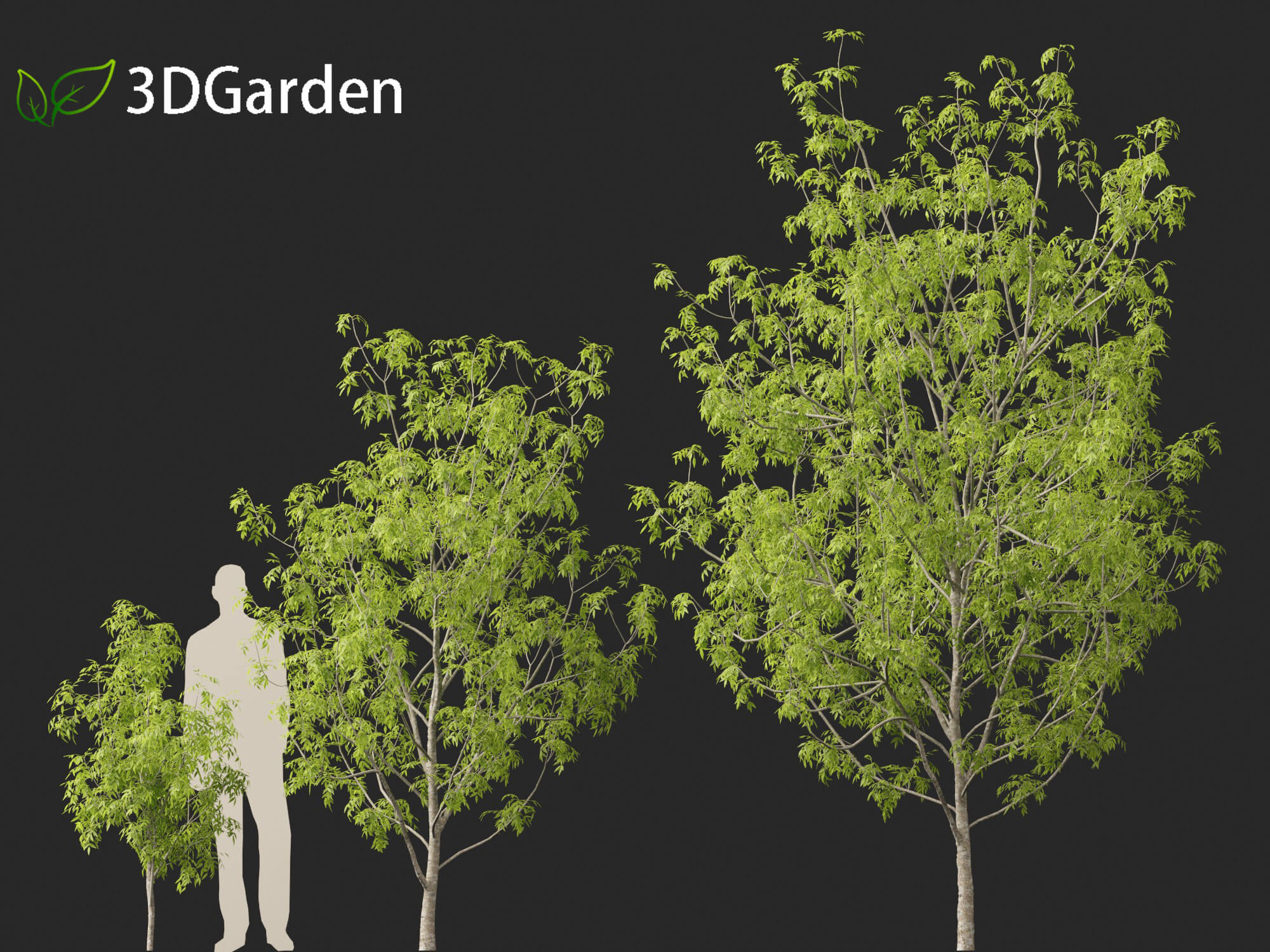 Fraxinus Excelsior - European Ash 3D Model by 3dgardenplants
