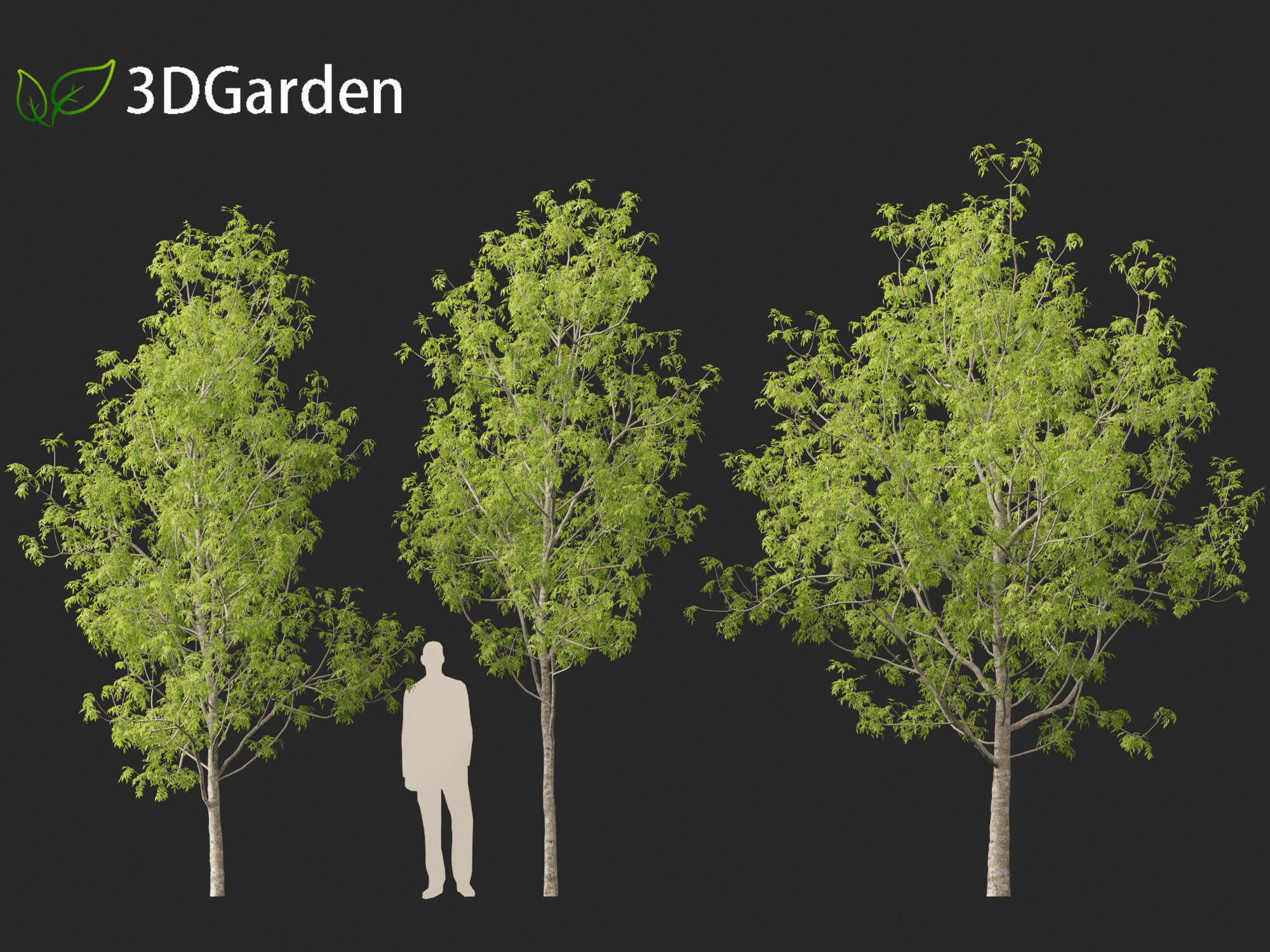 Fraxinus Excelsior - European Ash 3D Model by 3dgardenplants