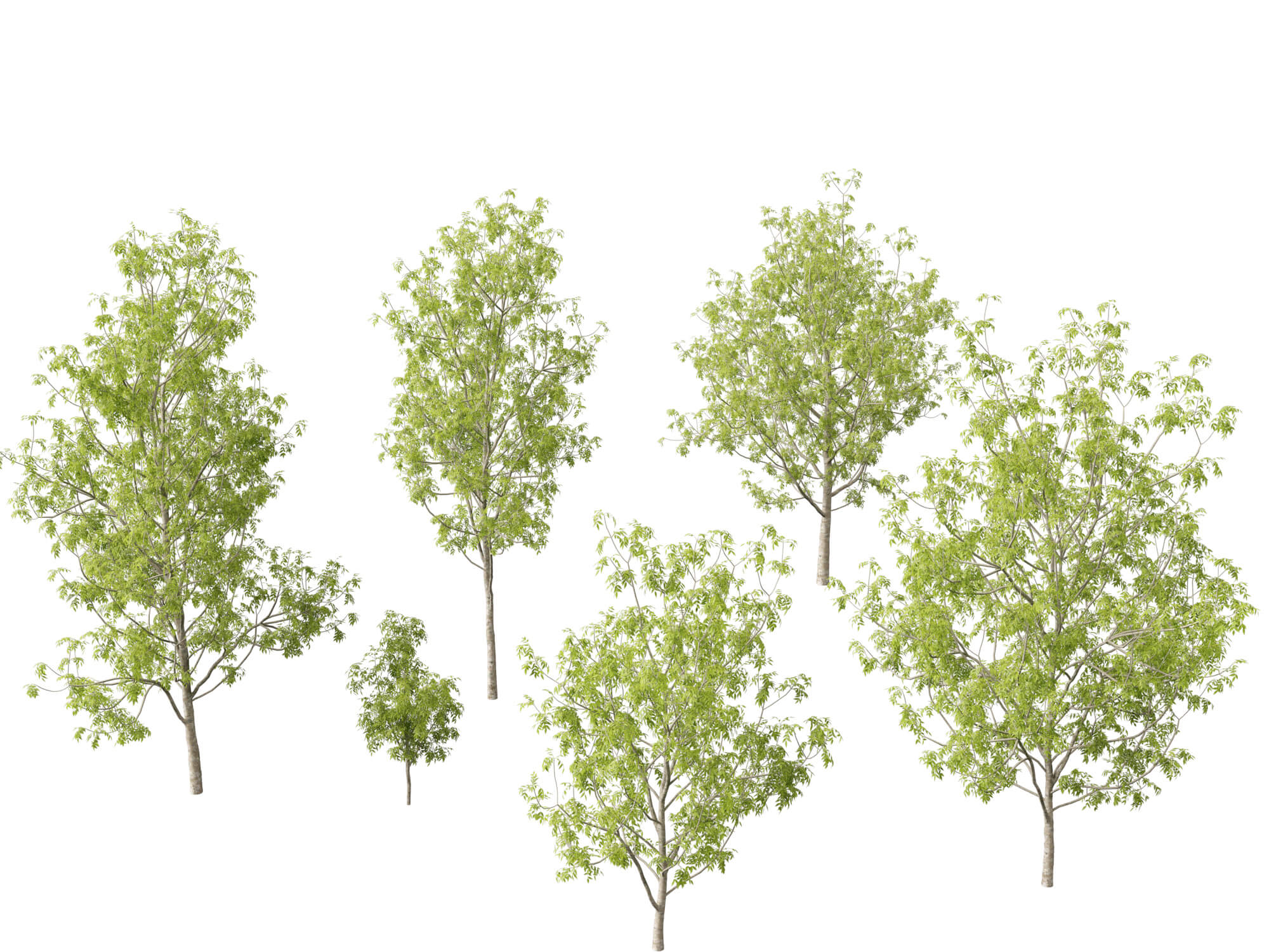 Fraxinus Excelsior - European Ash 3D Model by 3dgardenplants