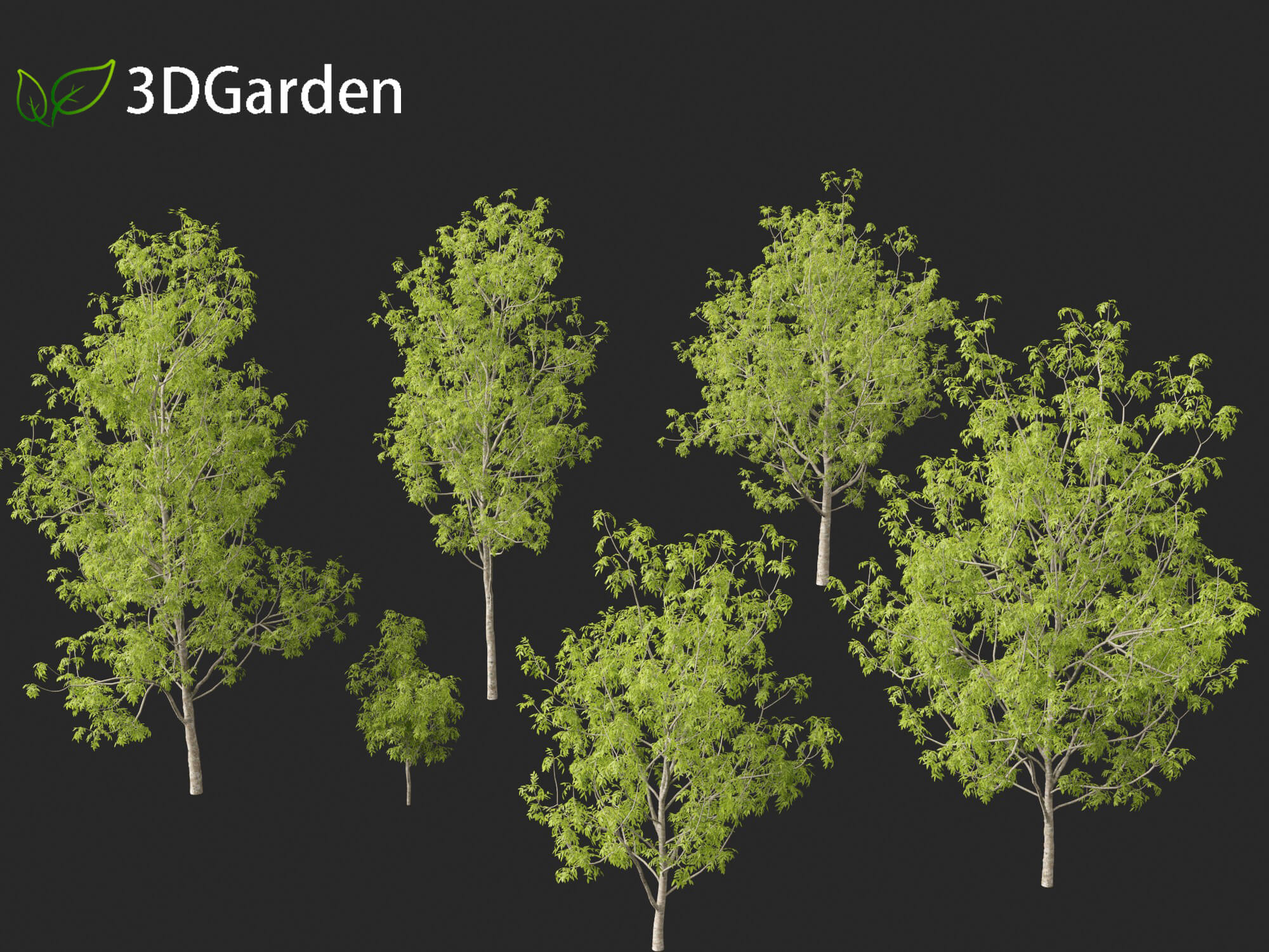Fraxinus Excelsior - European Ash 3D Model by 3dgardenplants