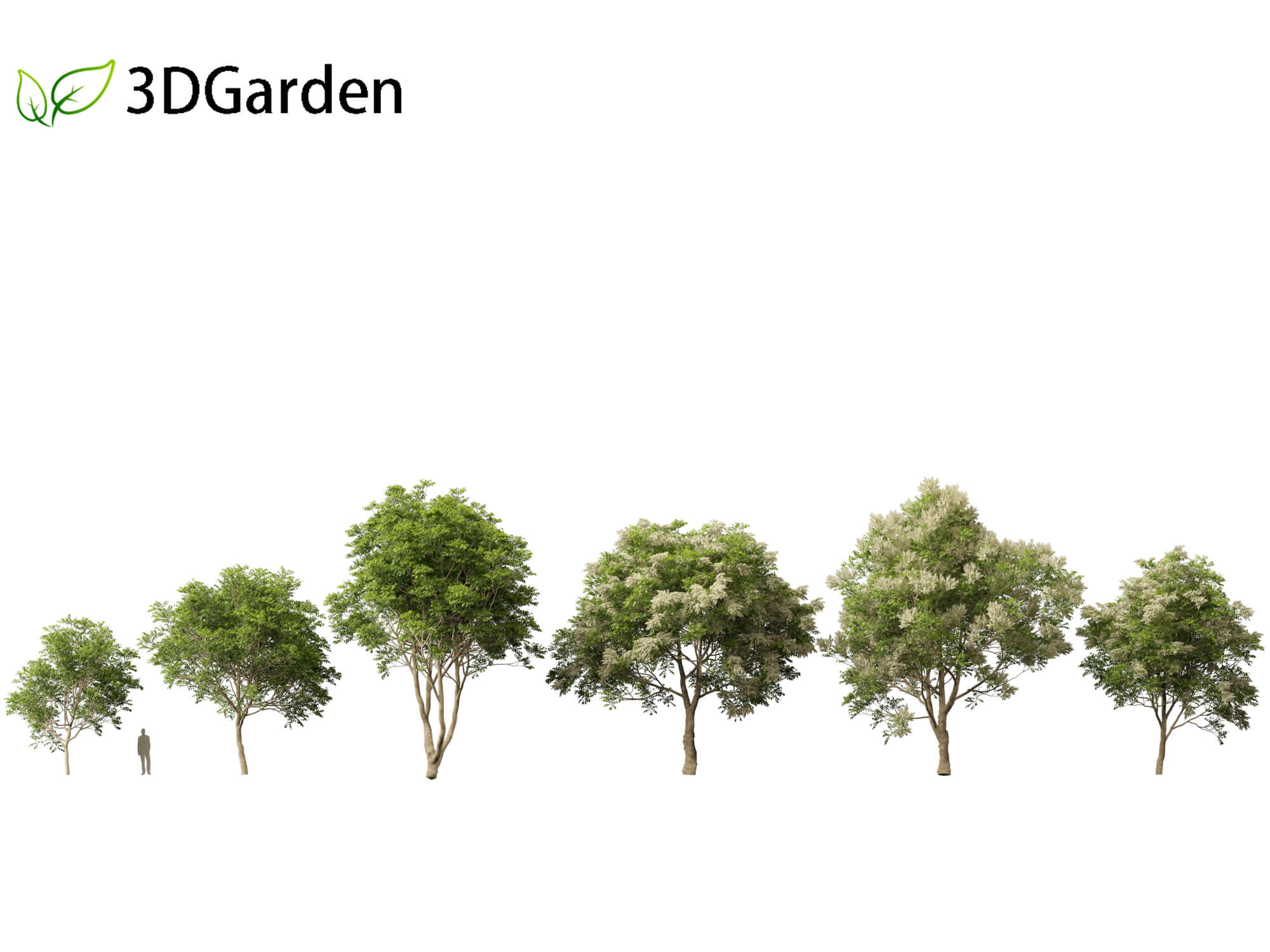 Fraxinus Griffithii - Griffiths Ash 3D Model by 3dgardenplants