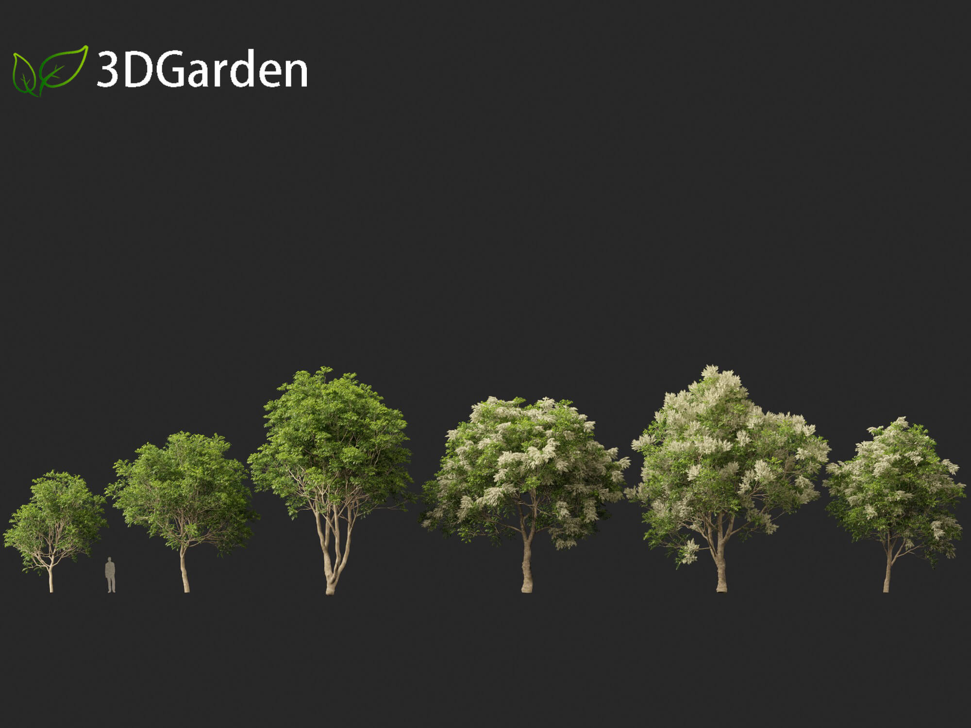 Fraxinus Griffithii - Griffiths Ash 3D Model by 3dgardenplants