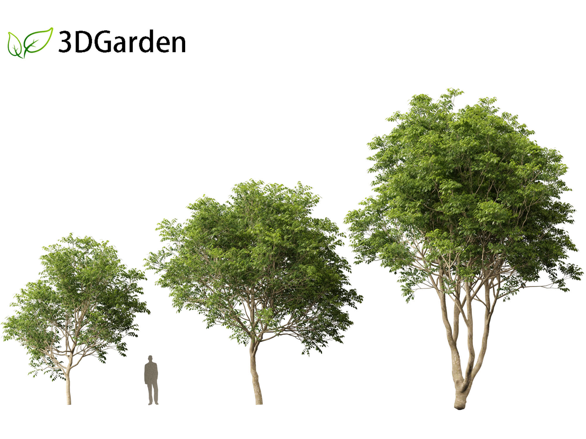 Fraxinus Griffithii - Griffiths Ash 3D Model by 3dgardenplants