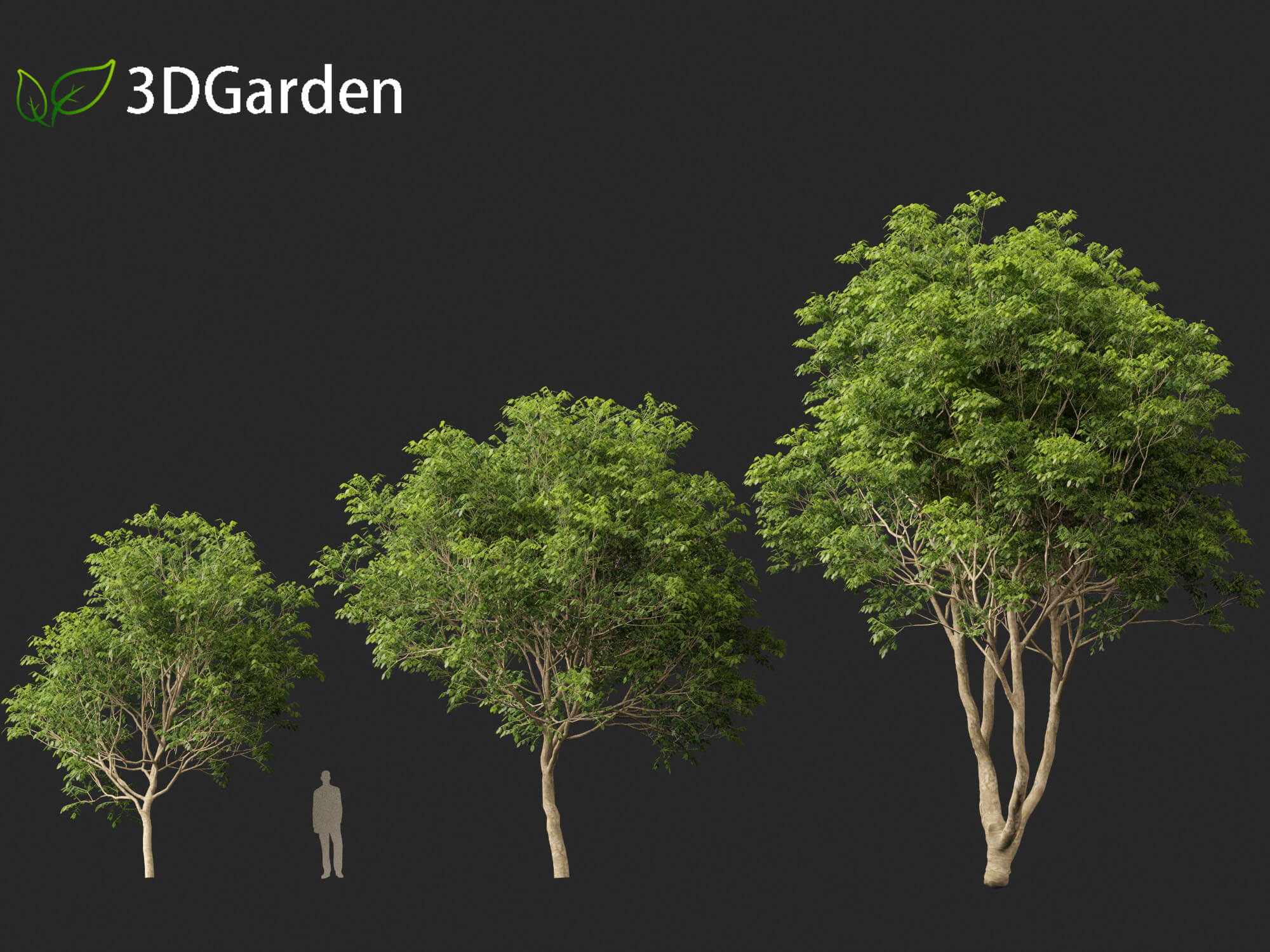 Fraxinus Griffithii - Griffiths Ash 3D Model by 3dgardenplants