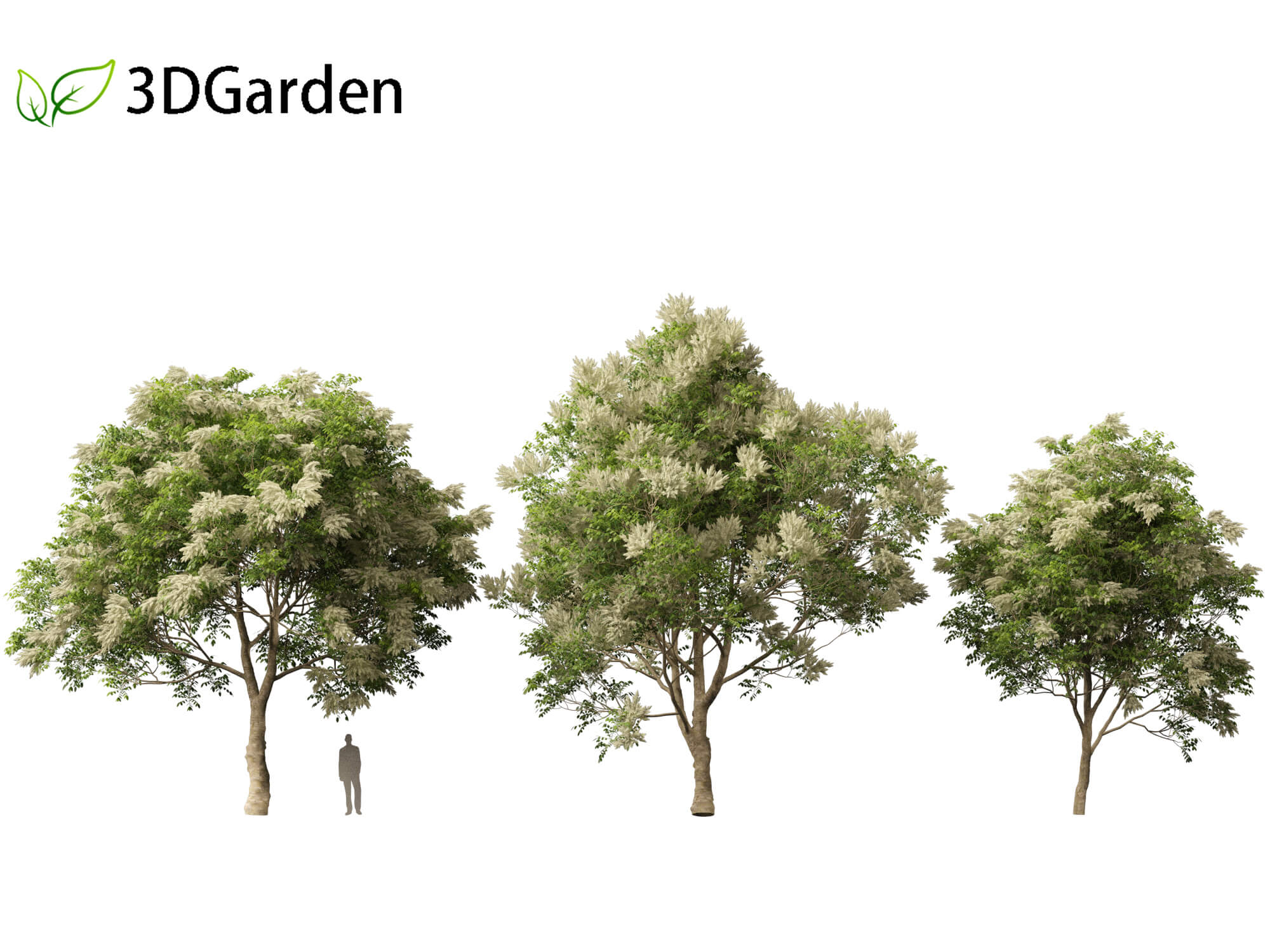 Fraxinus Griffithii - Griffiths Ash 3D Model by 3dgardenplants