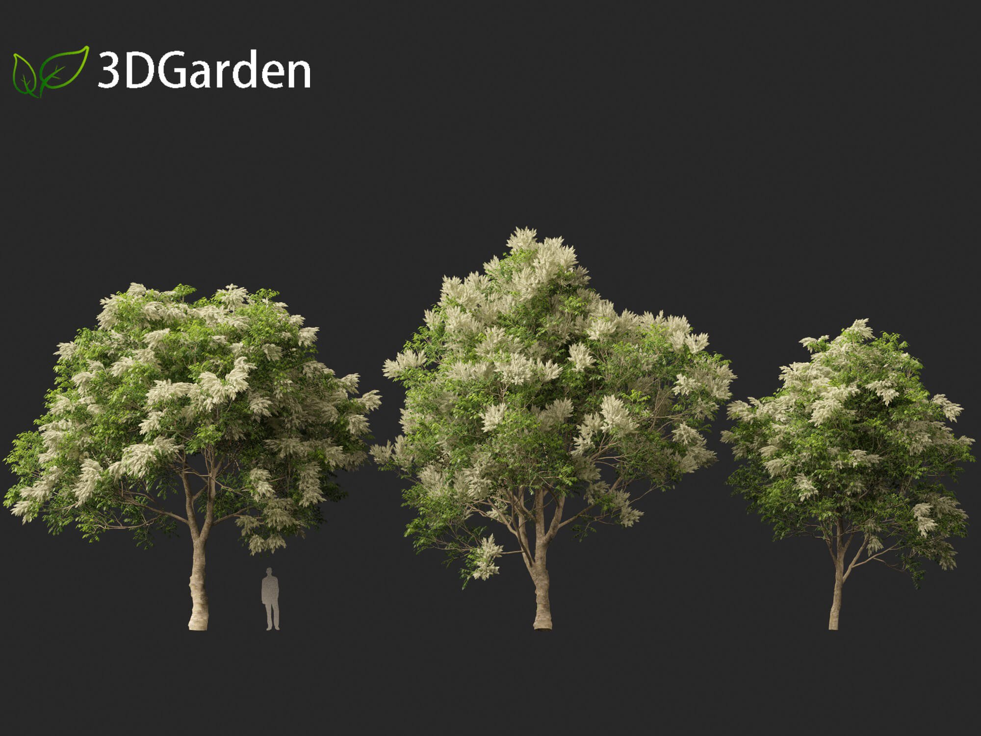 Fraxinus Griffithii - Griffiths Ash 3D Model by 3dgardenplants