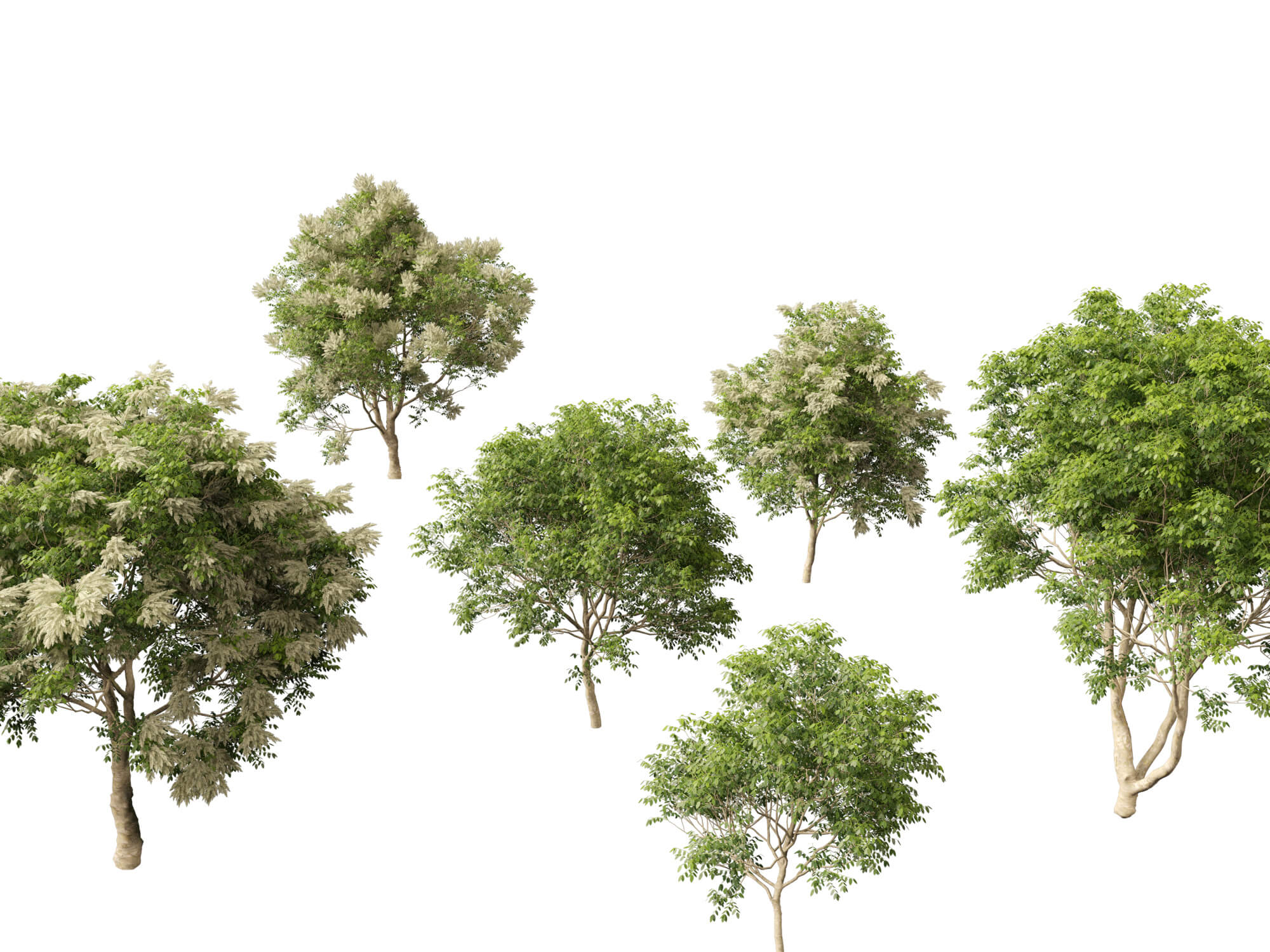 Fraxinus Griffithii - Griffiths Ash 3D Model by 3dgardenplants