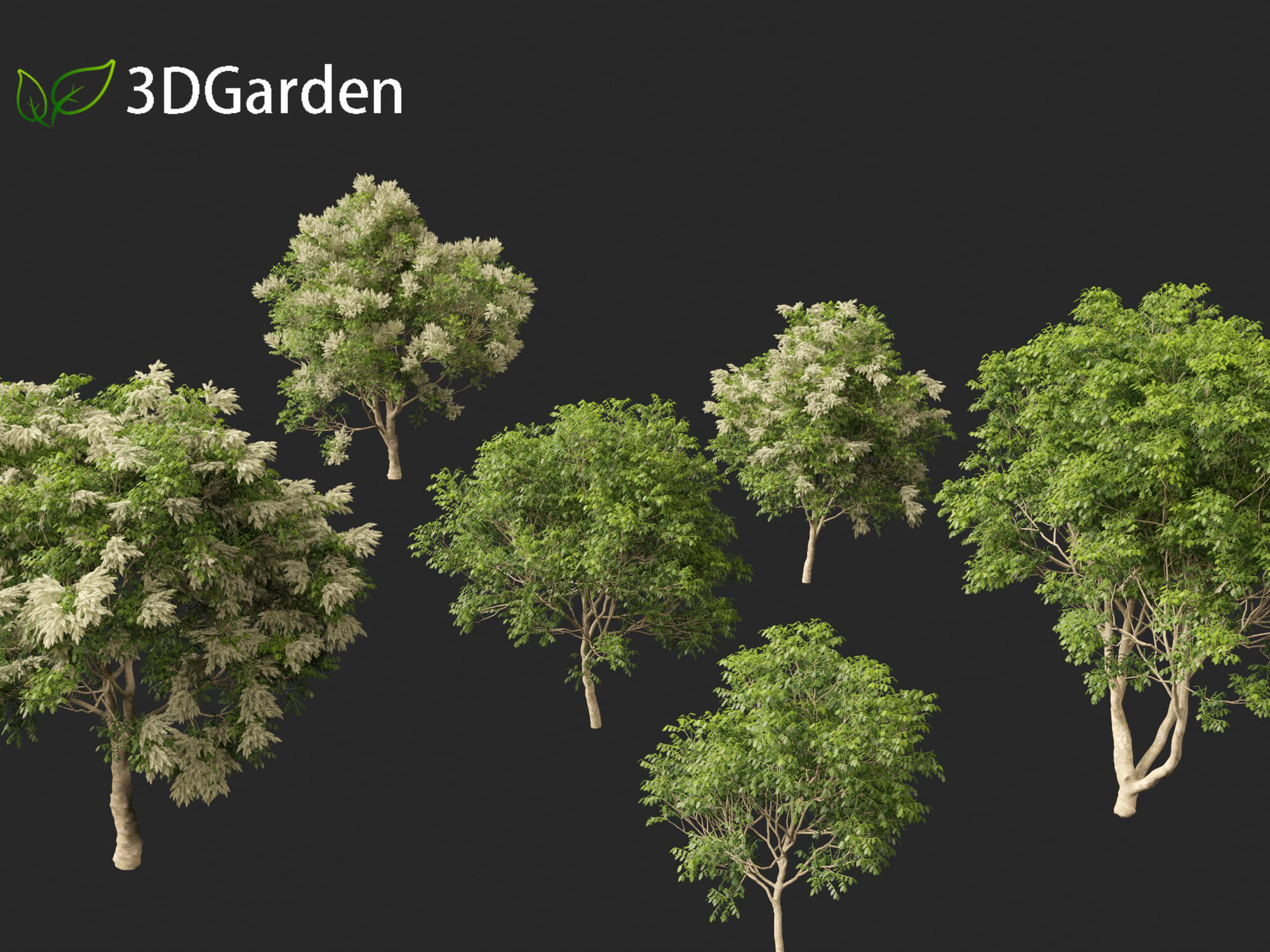 Fraxinus Griffithii - Griffiths Ash 3D Model by 3dgardenplants