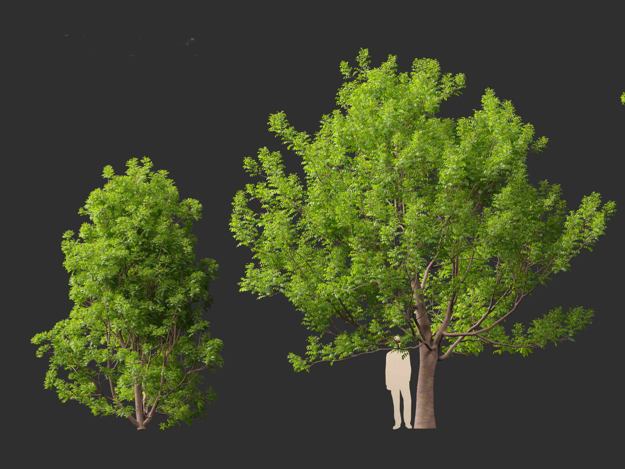 Fraxinus Ornus - Flowering Ash 3D Model by 3dgardenplants