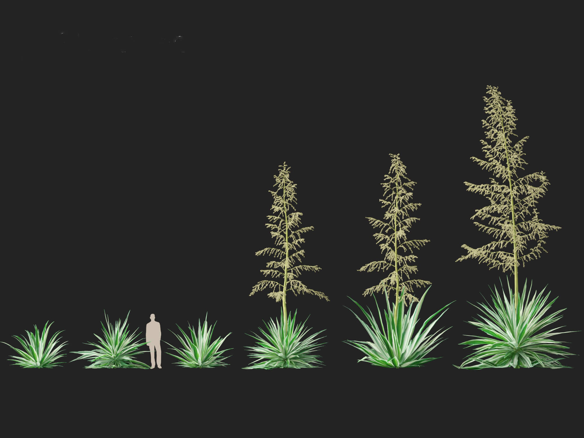 Furcraea Foetida - Giant Cabuya 3D Model by 3dgardenplants