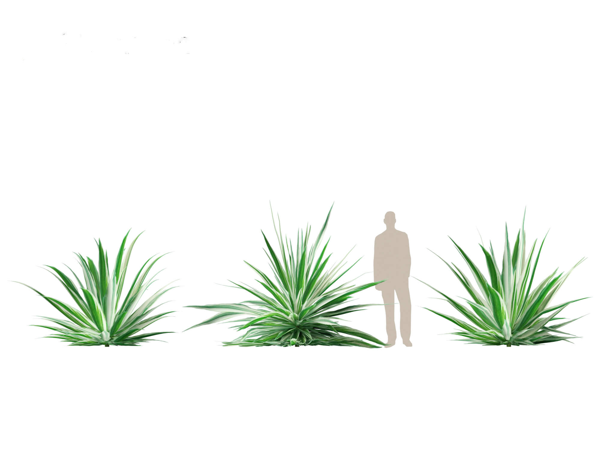 Furcraea Foetida - Giant Cabuya 3D Model by 3dgardenplants
