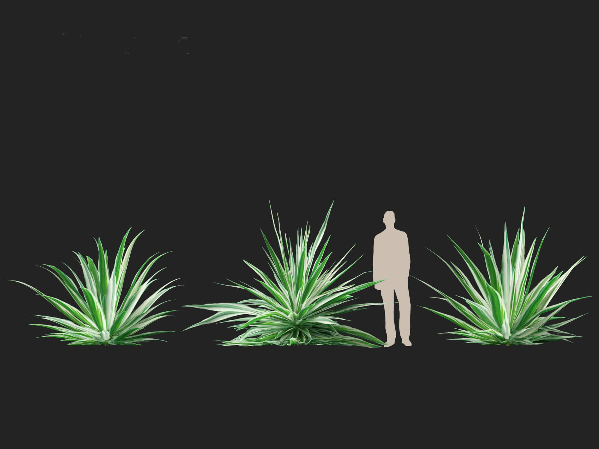Furcraea Foetida - Giant Cabuya 3D Model by 3dgardenplants