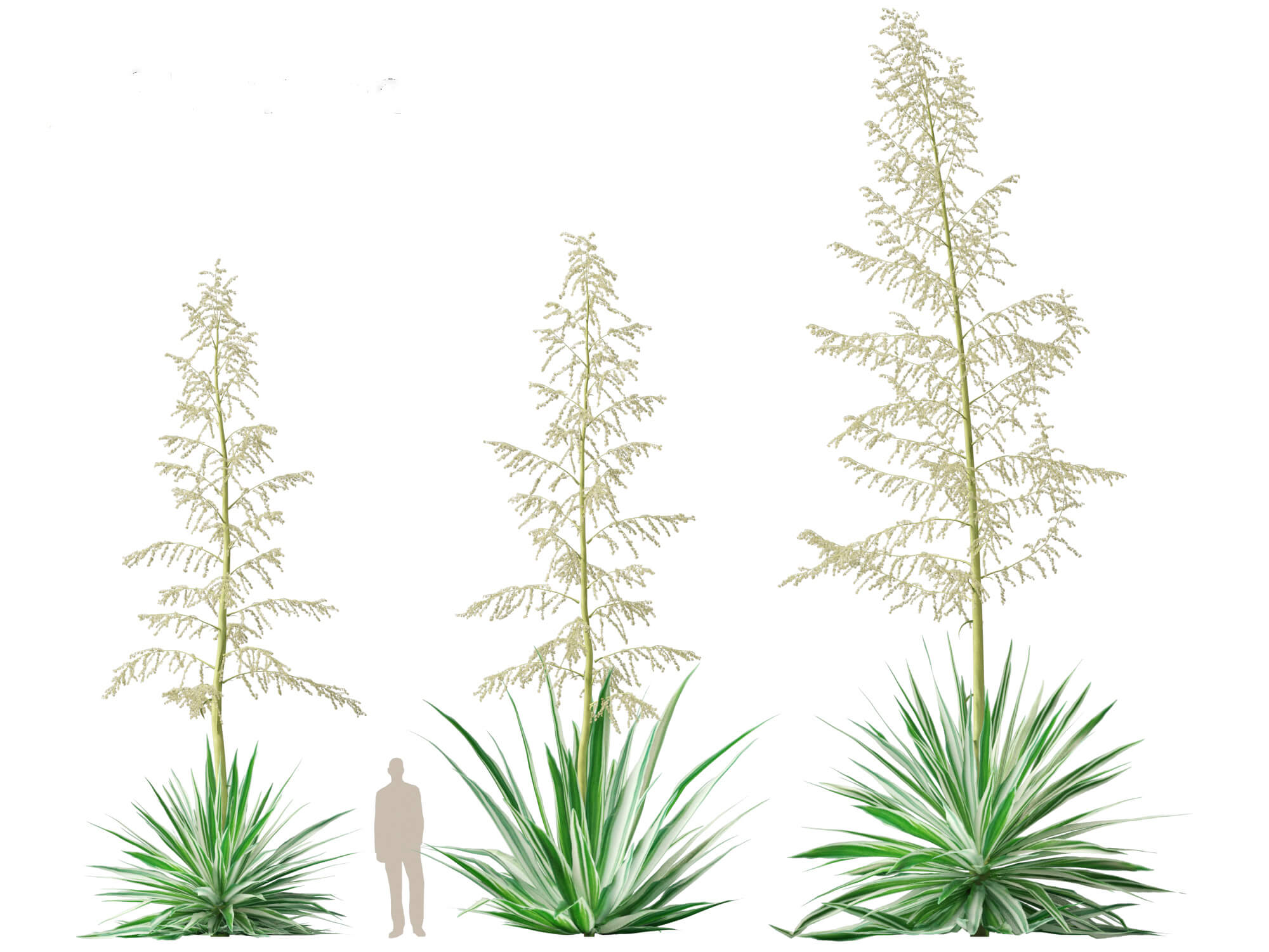 Furcraea Foetida - Giant Cabuya 3D Model by 3dgardenplants