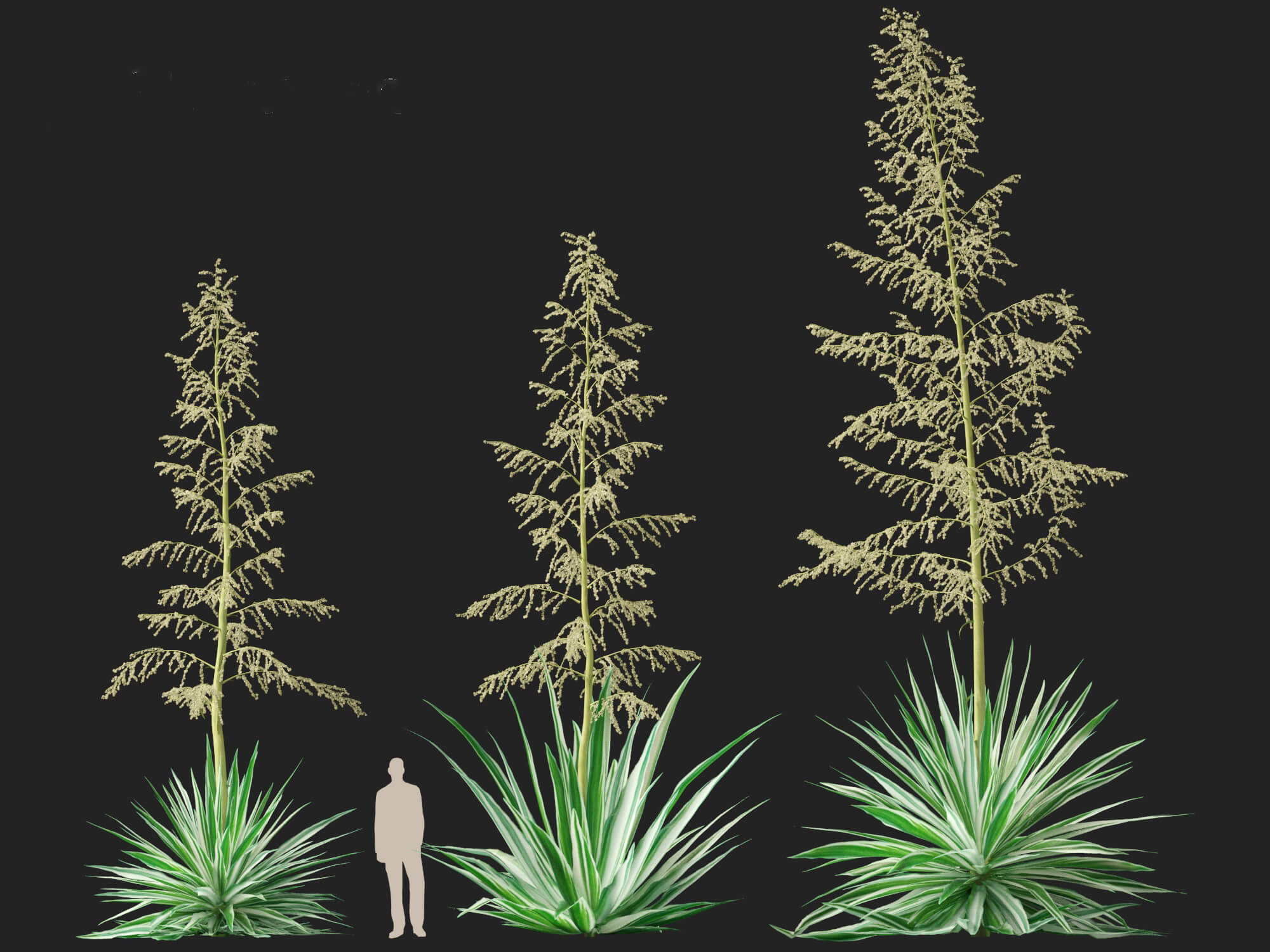 Furcraea Foetida - Giant Cabuya 3D Model by 3dgardenplants