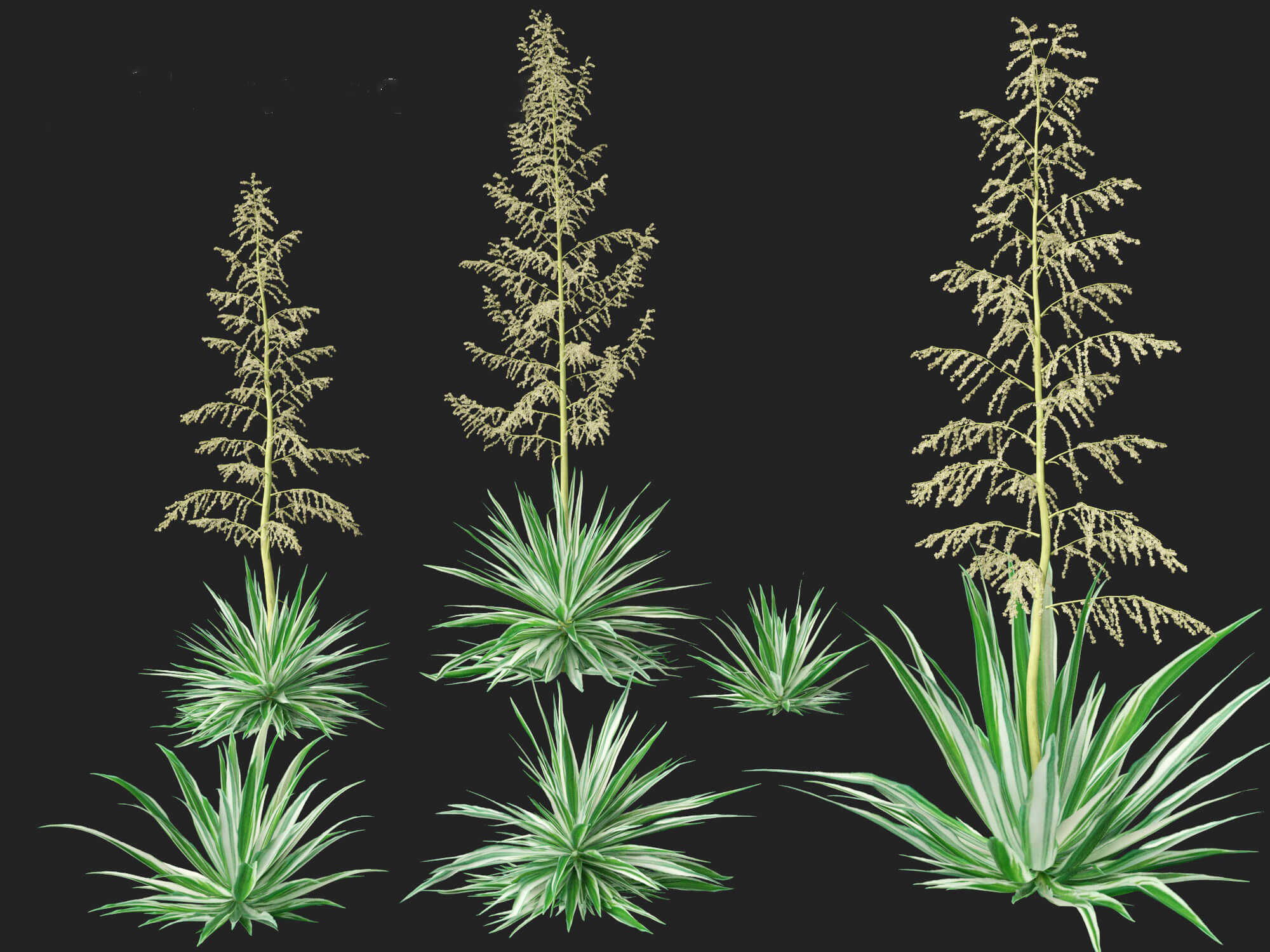 Furcraea Foetida - Giant Cabuya 3D Model by 3dgardenplants