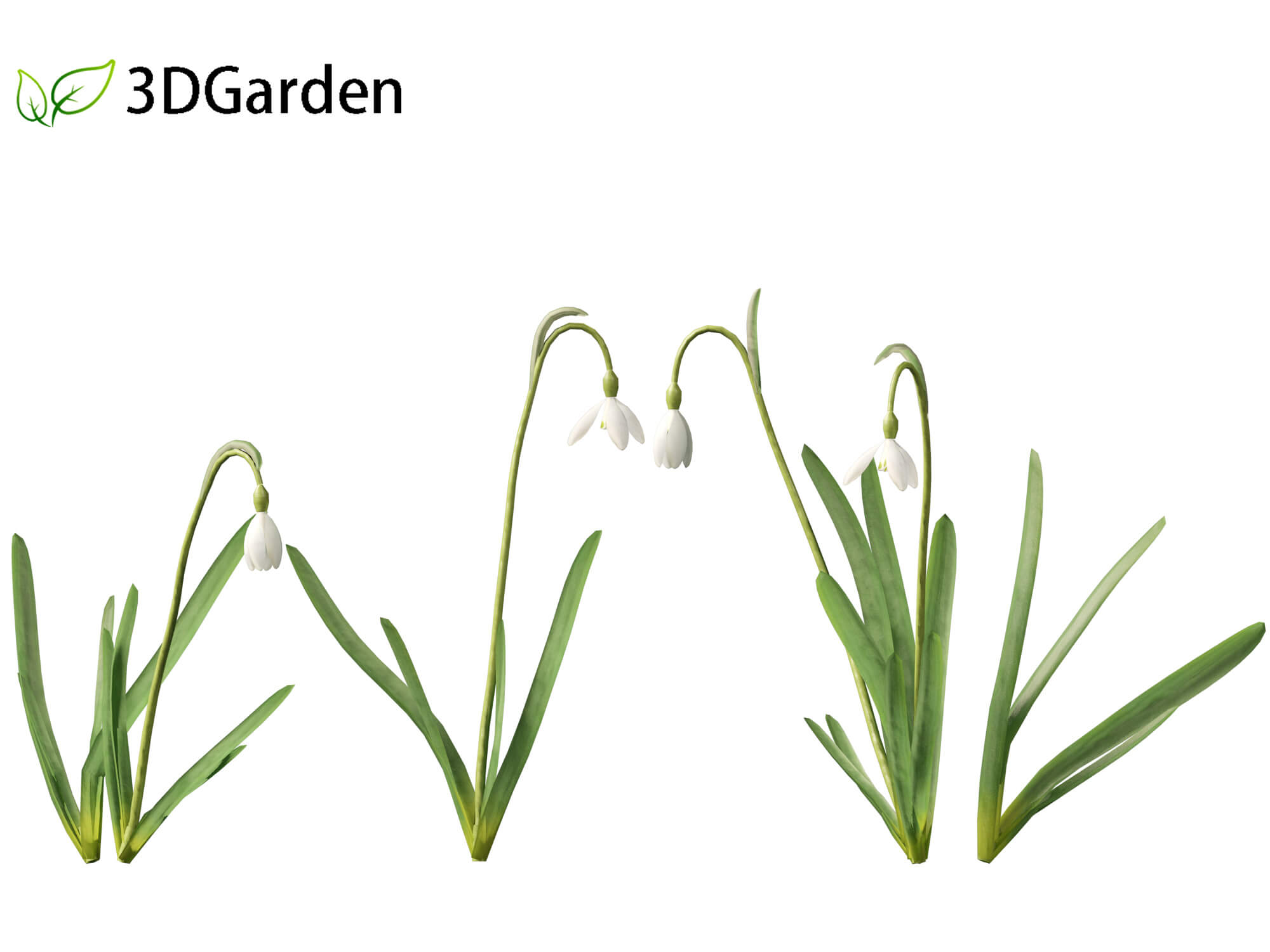 Galanthus Nivalis – Snowdrop - 3D Model by 3dgardenplants