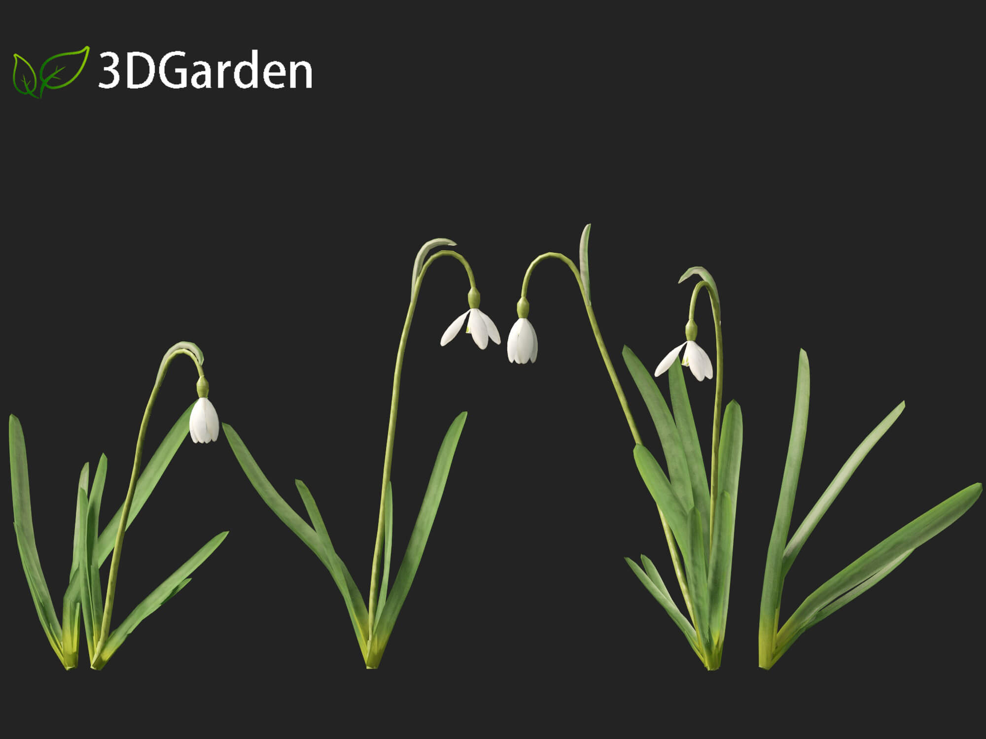 Galanthus Nivalis – Snowdrop - 3D Model by 3dgardenplants