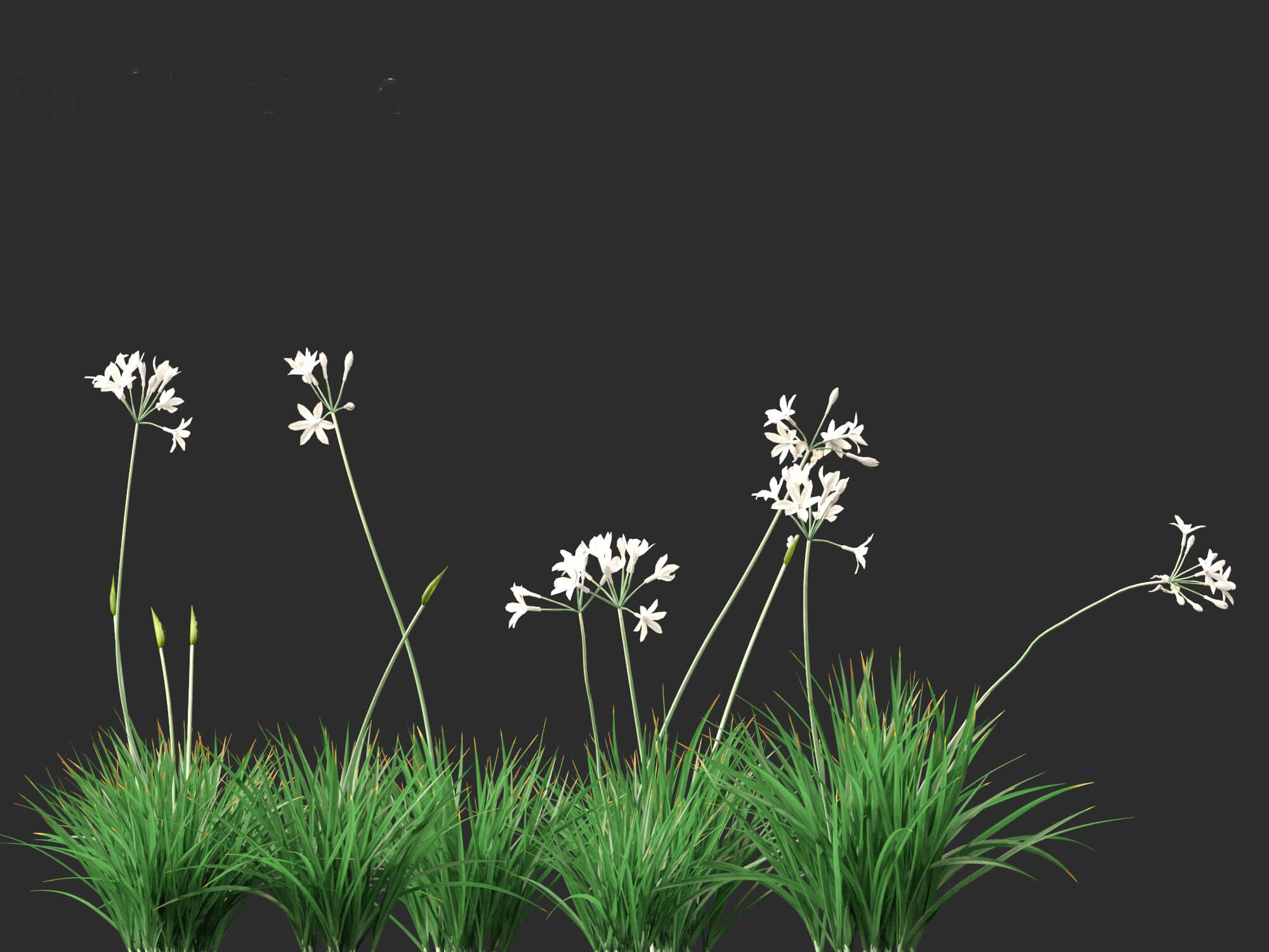 Garlic - Allium Sativum 3D Model by 3dgardenplants