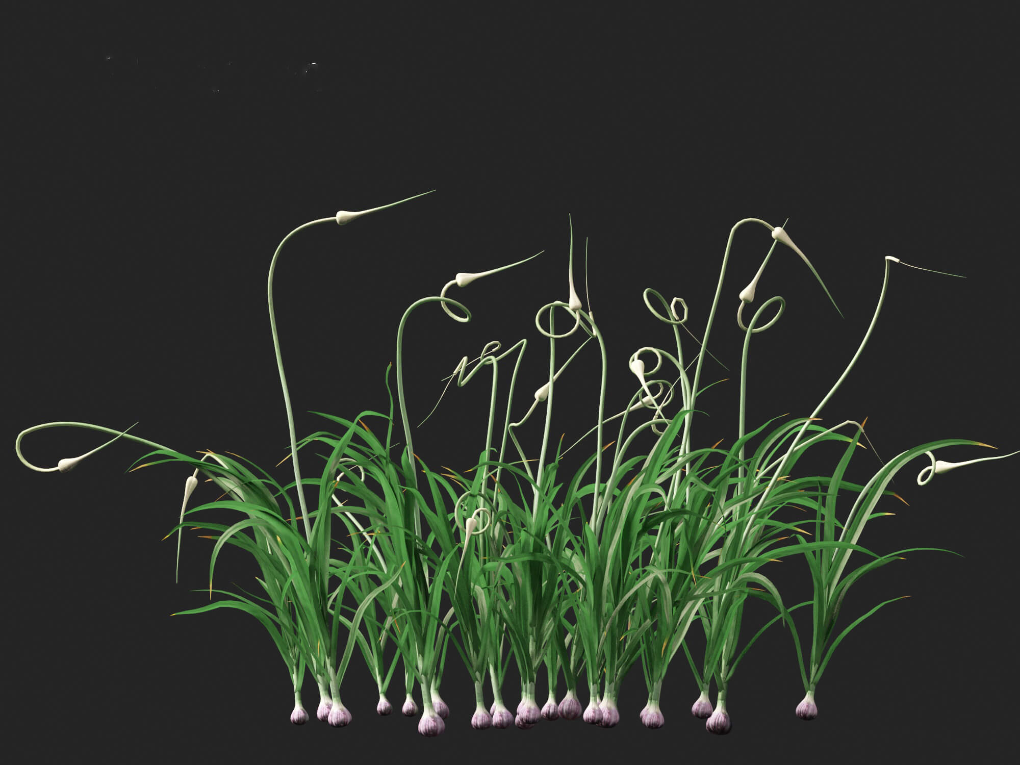 Garlic - Allium Sativum 3D Model by 3dgardenplants
