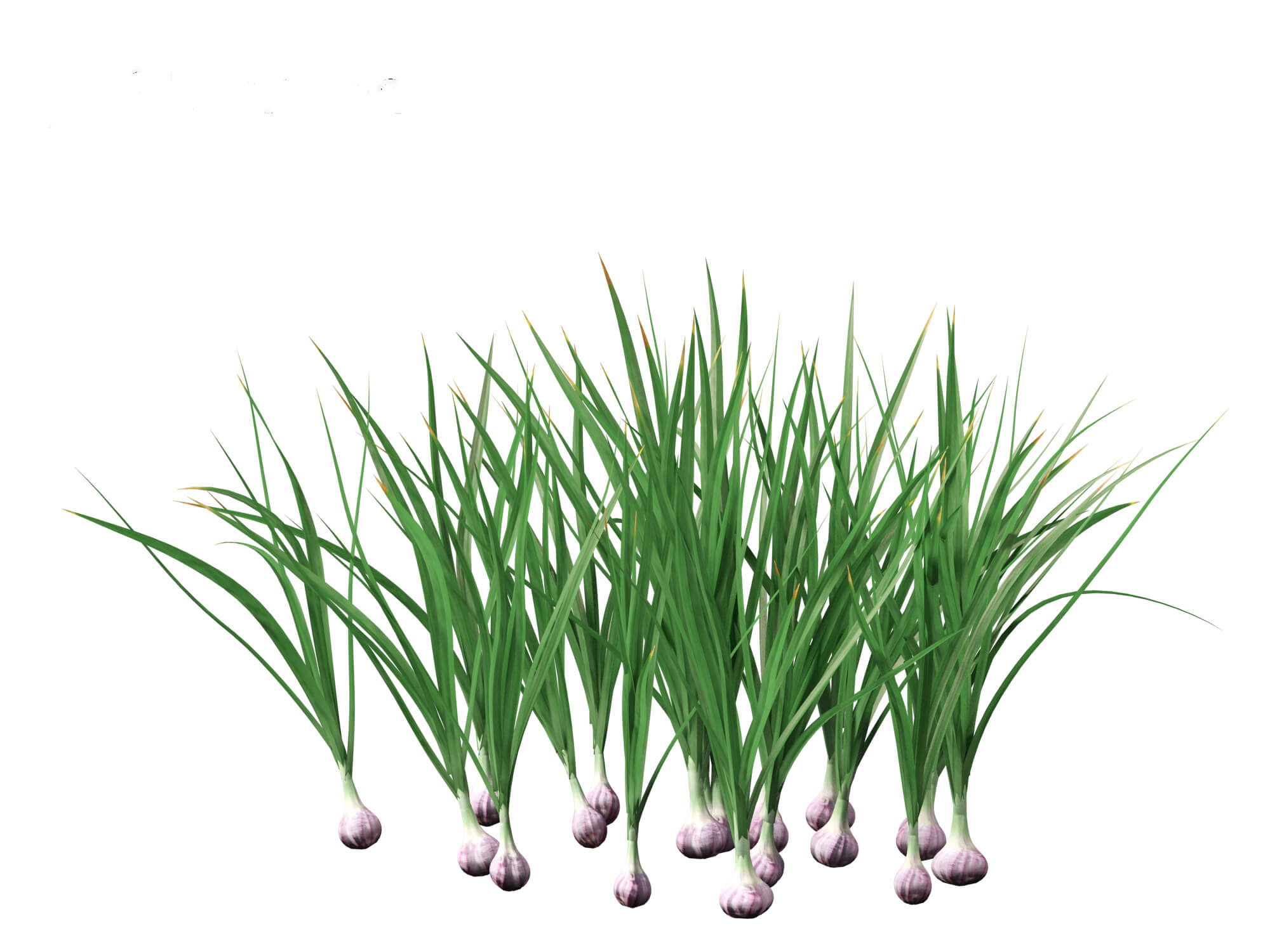 Garlic - Allium Sativum 3D Model by 3dgardenplants