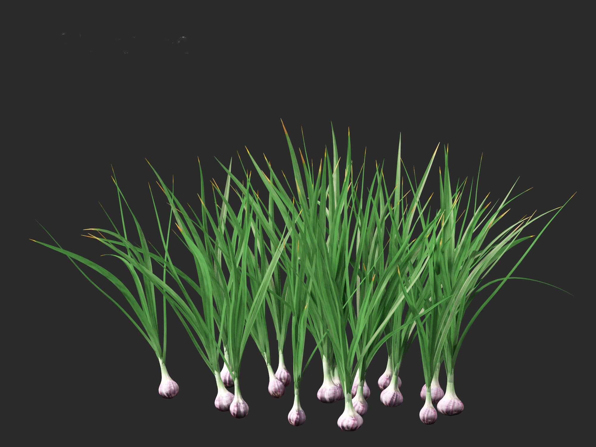 Garlic - Allium Sativum 3D Model by 3dgardenplants